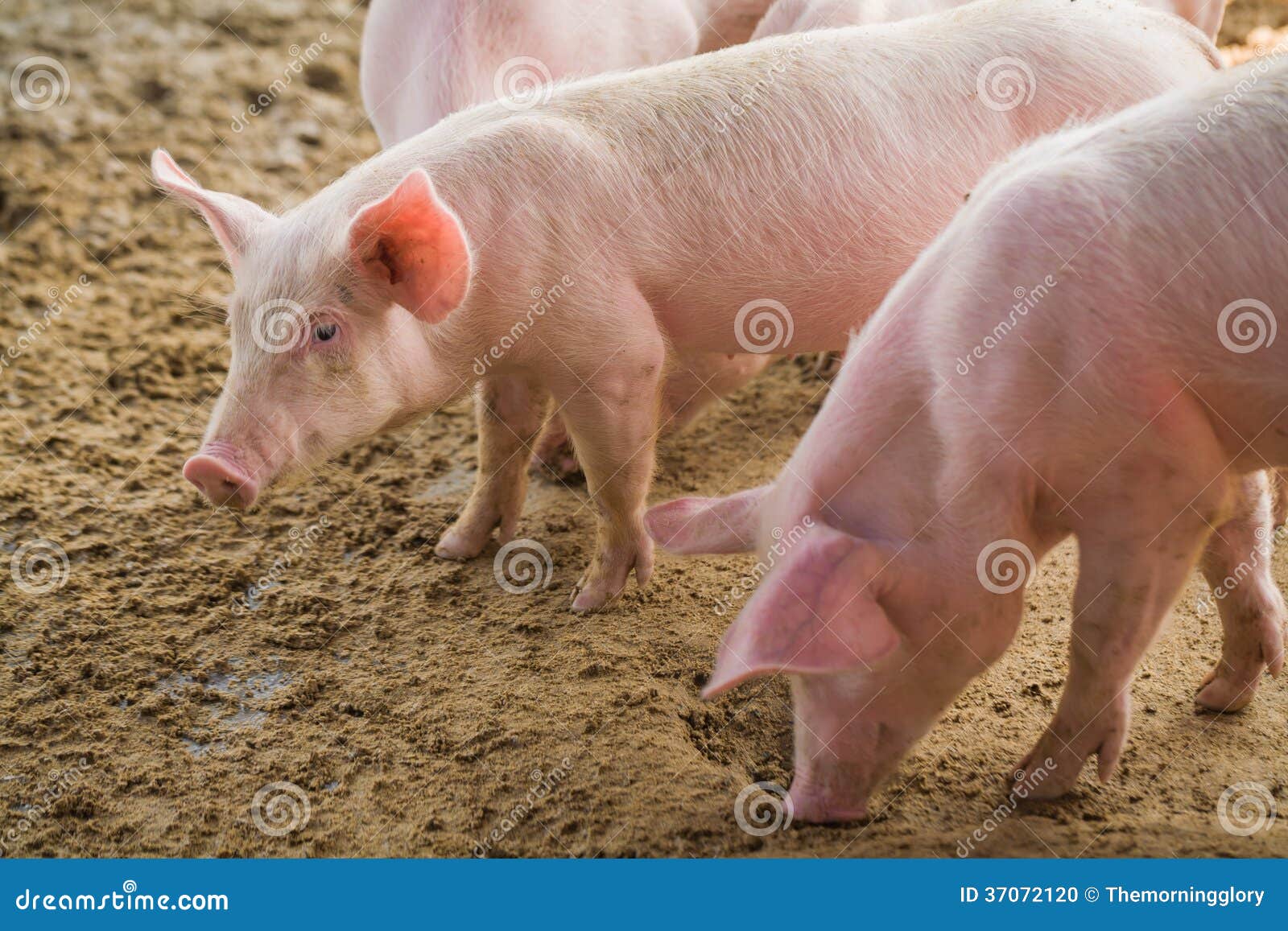 Young pigs on the farm stock photo. Image of farm, animal - 37072120