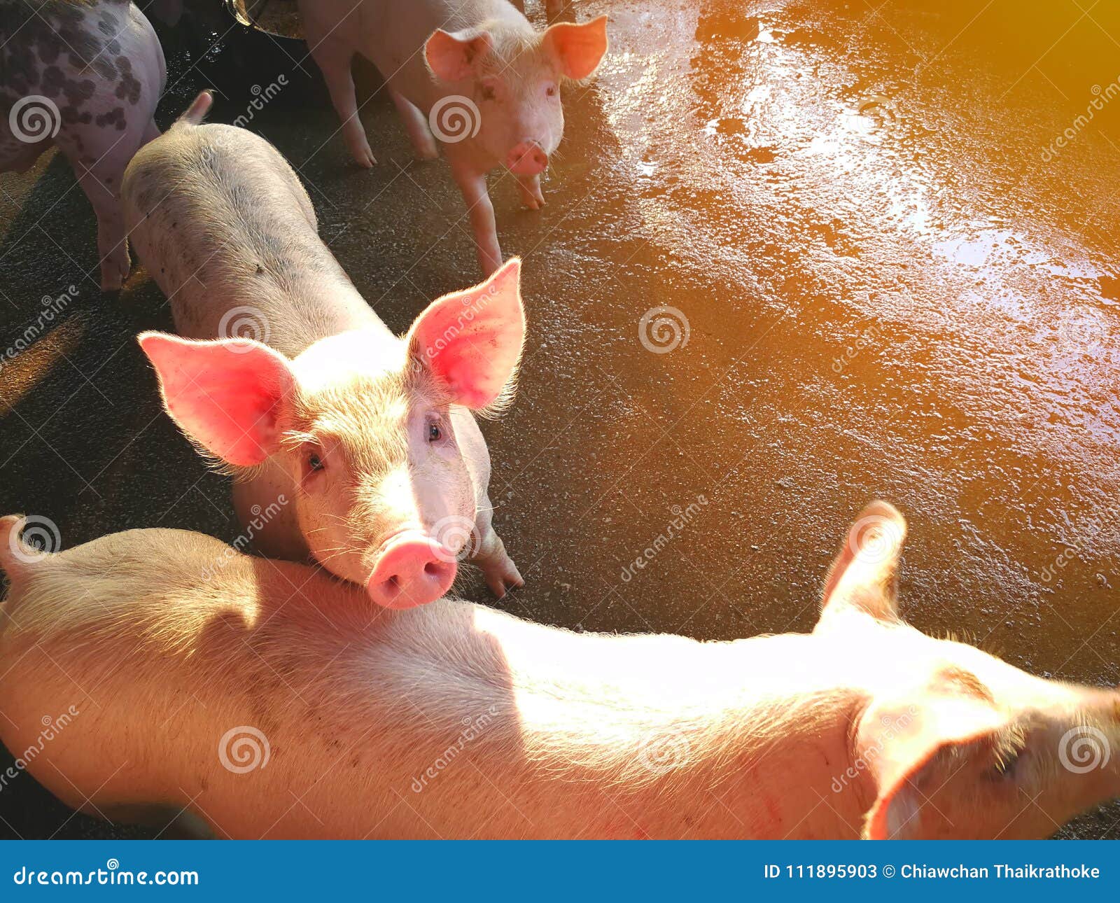 Young pigs in the farm. stock image. Image of life, indoors - 111895903
