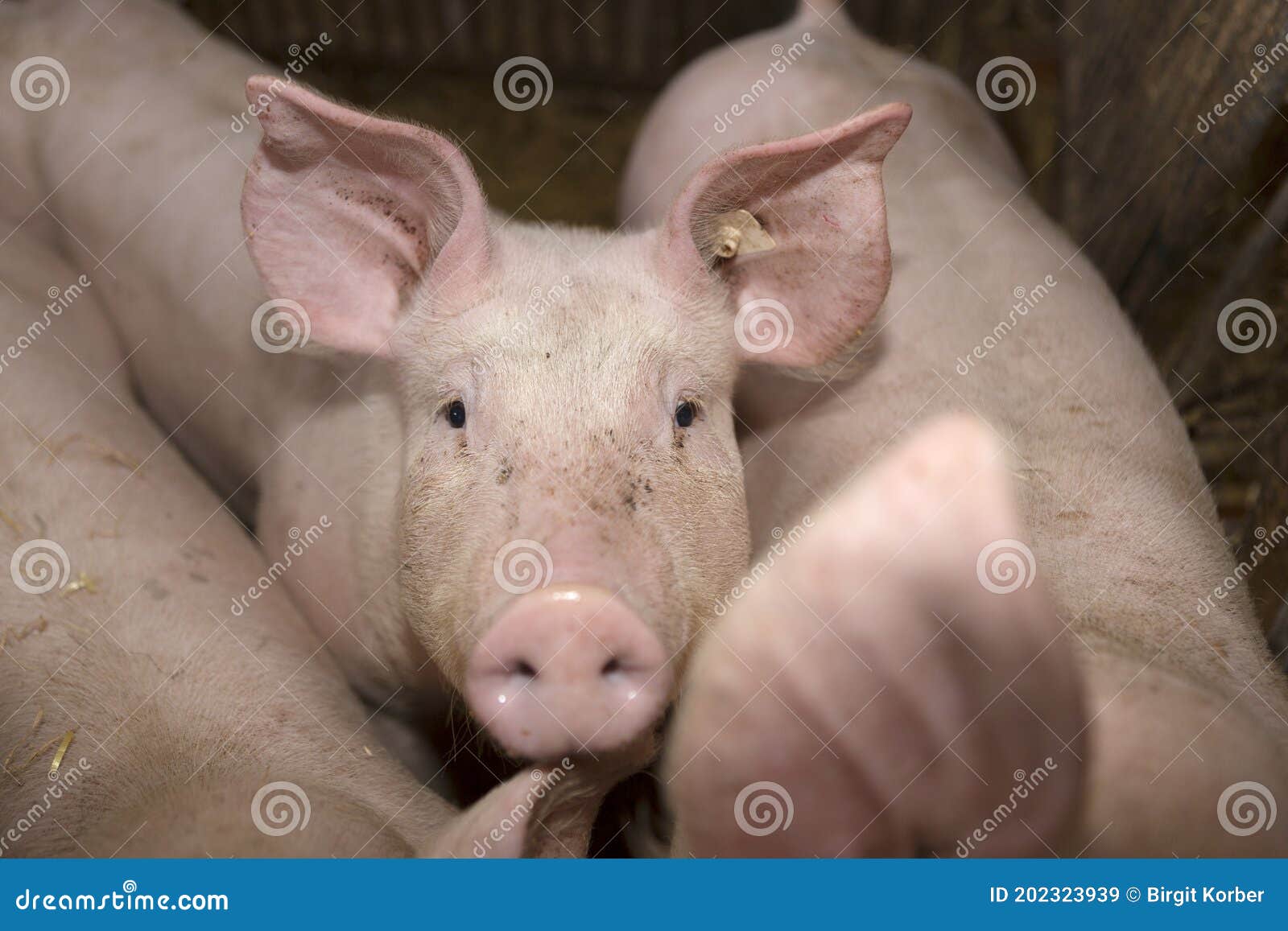 Young pigs in a pigsty stock image. Image of baby, pigsty - 202323939
