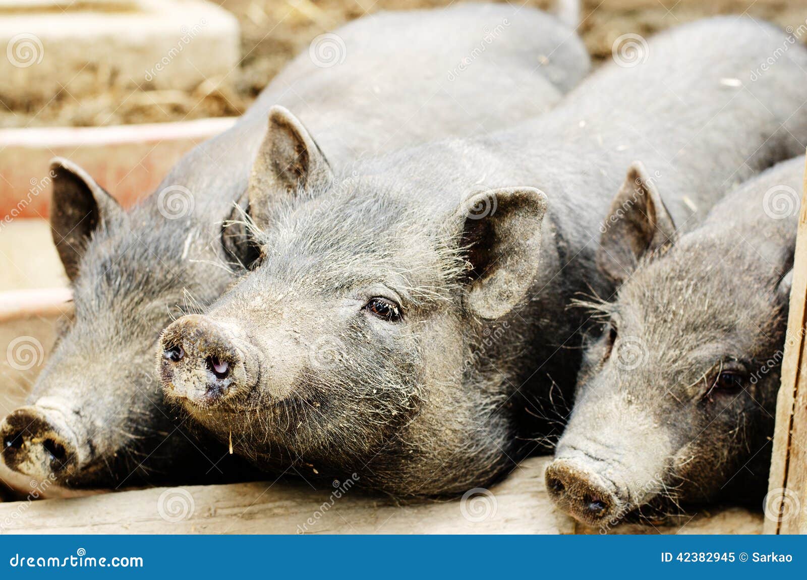Young pigs stock image. Image of dirty, pigs, three, piggy - 42382945