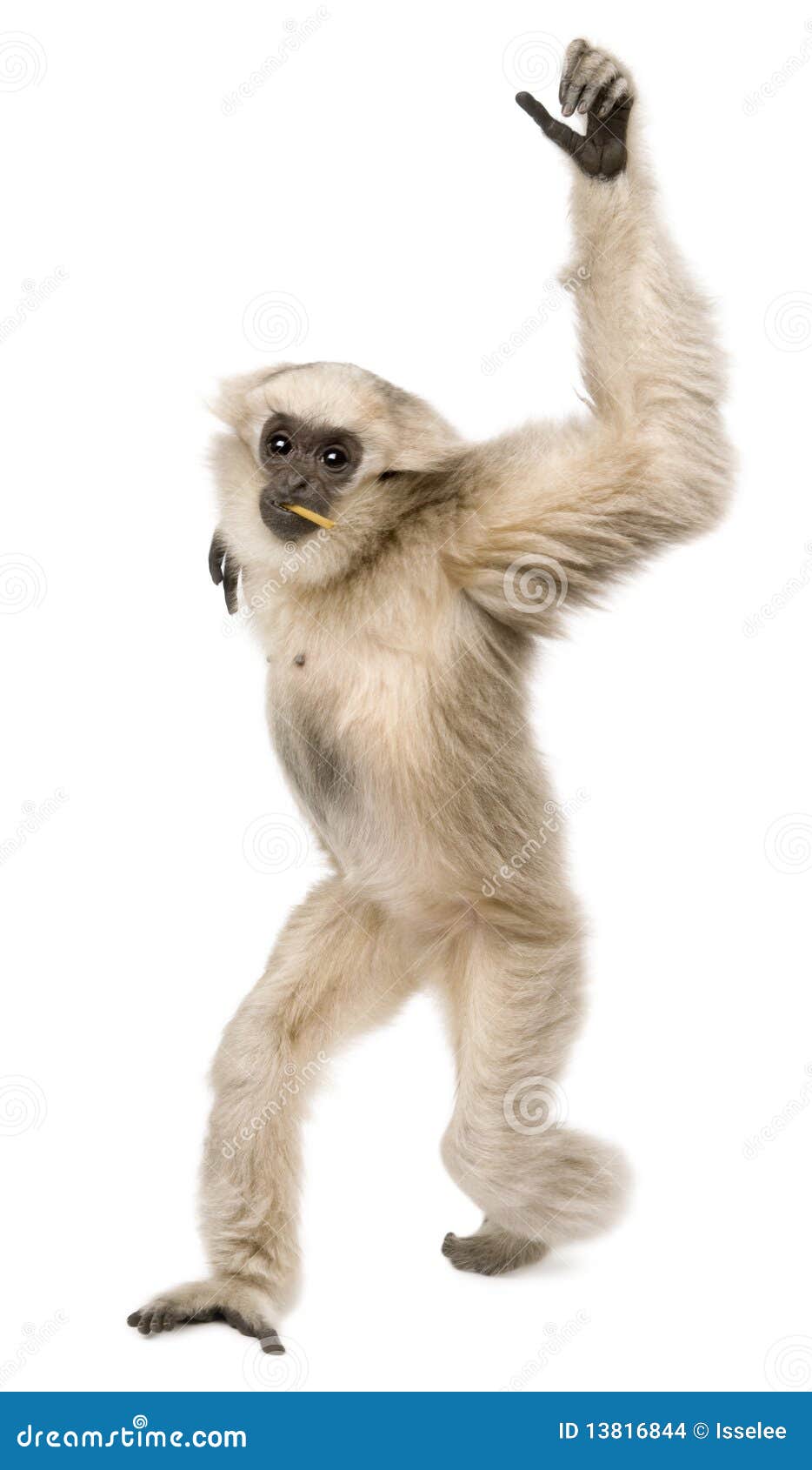 Gibbon Walking