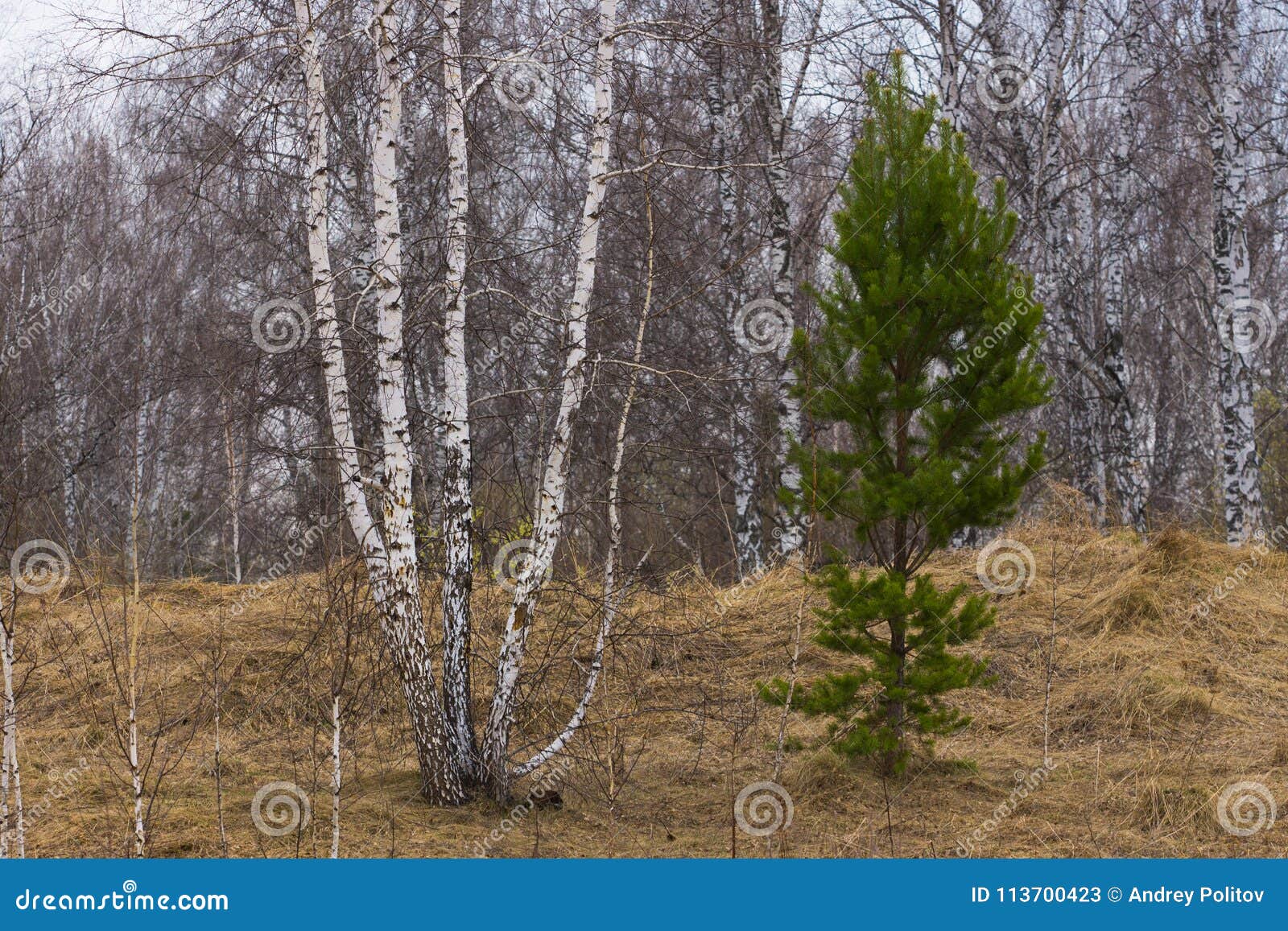Young Pine and Birch Trees in Early Spring Stock Image - Image of ...