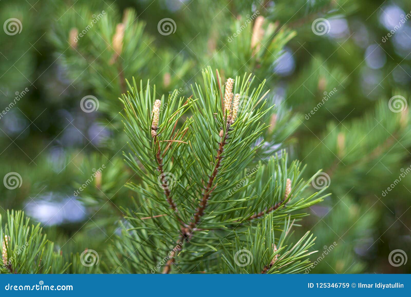 New Shoots on Pine Tree Branches in Spring, Close-up. Stock Image ...
