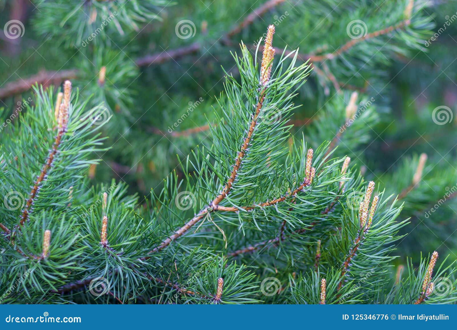 New Shoots on Pine Tree Branches in Spring, Close-up. Stock Photo ...