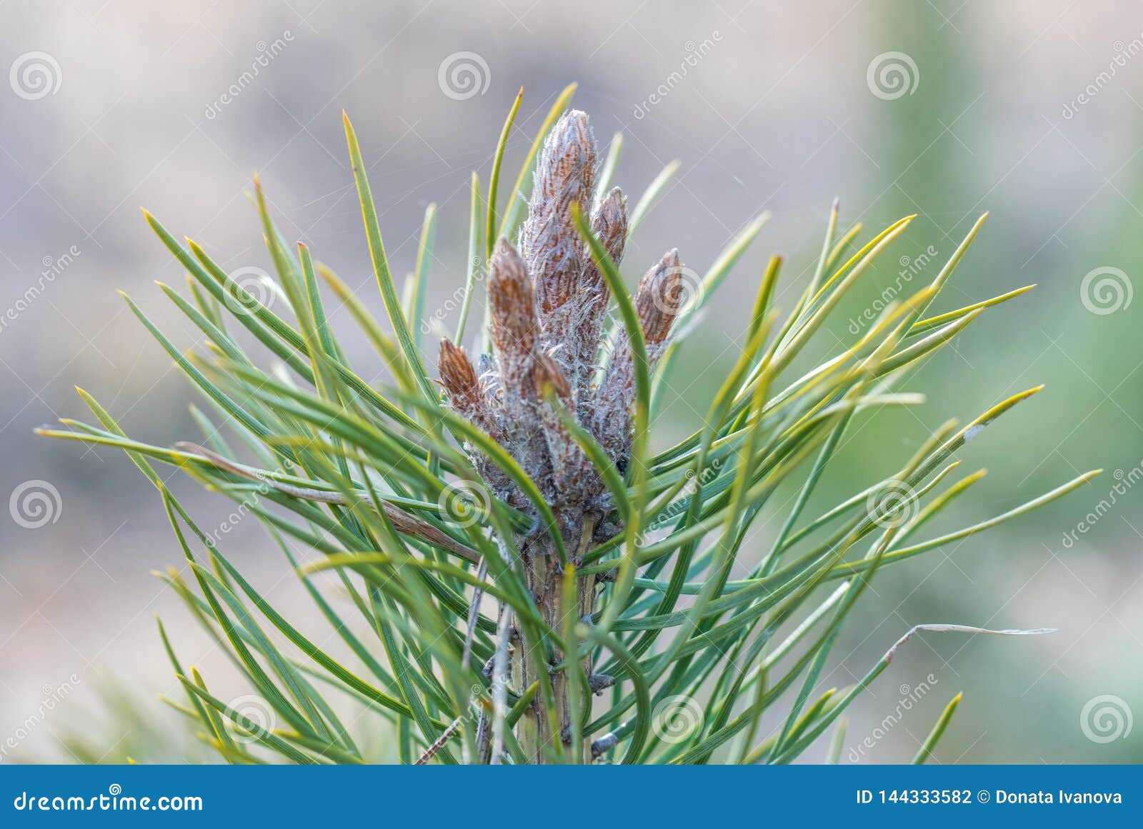 Young Pine Buds in Early Spring Close Up Stock Photo - Image of tree ...