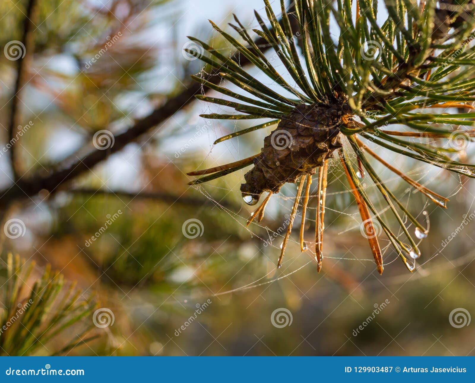 A Young Pine Cone with Spider Web Stock Image - Image of close, forest ...