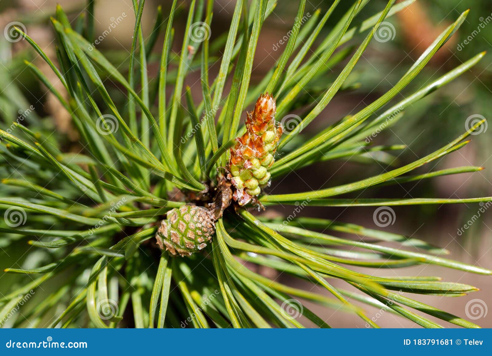 Young pine cone macro stock image. Image of forest, decorative - 183791681