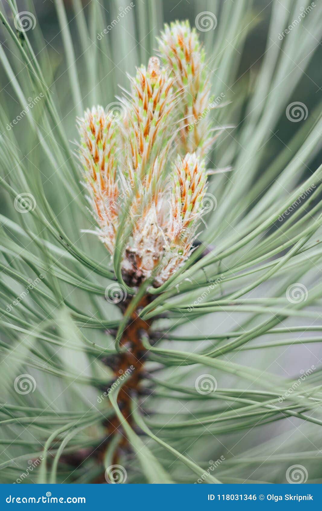 Young Pine Cones. Pollen Falling from the New Pine Blossom Stock Photo ...