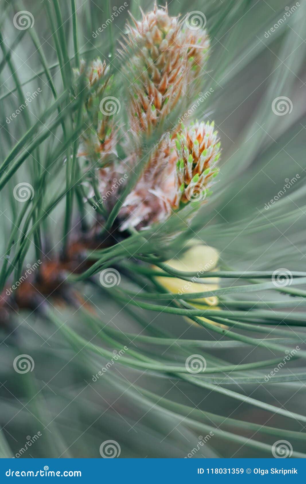 Young Pine Cones. Pollen Falling from the New Pine Blossom Stock Image ...