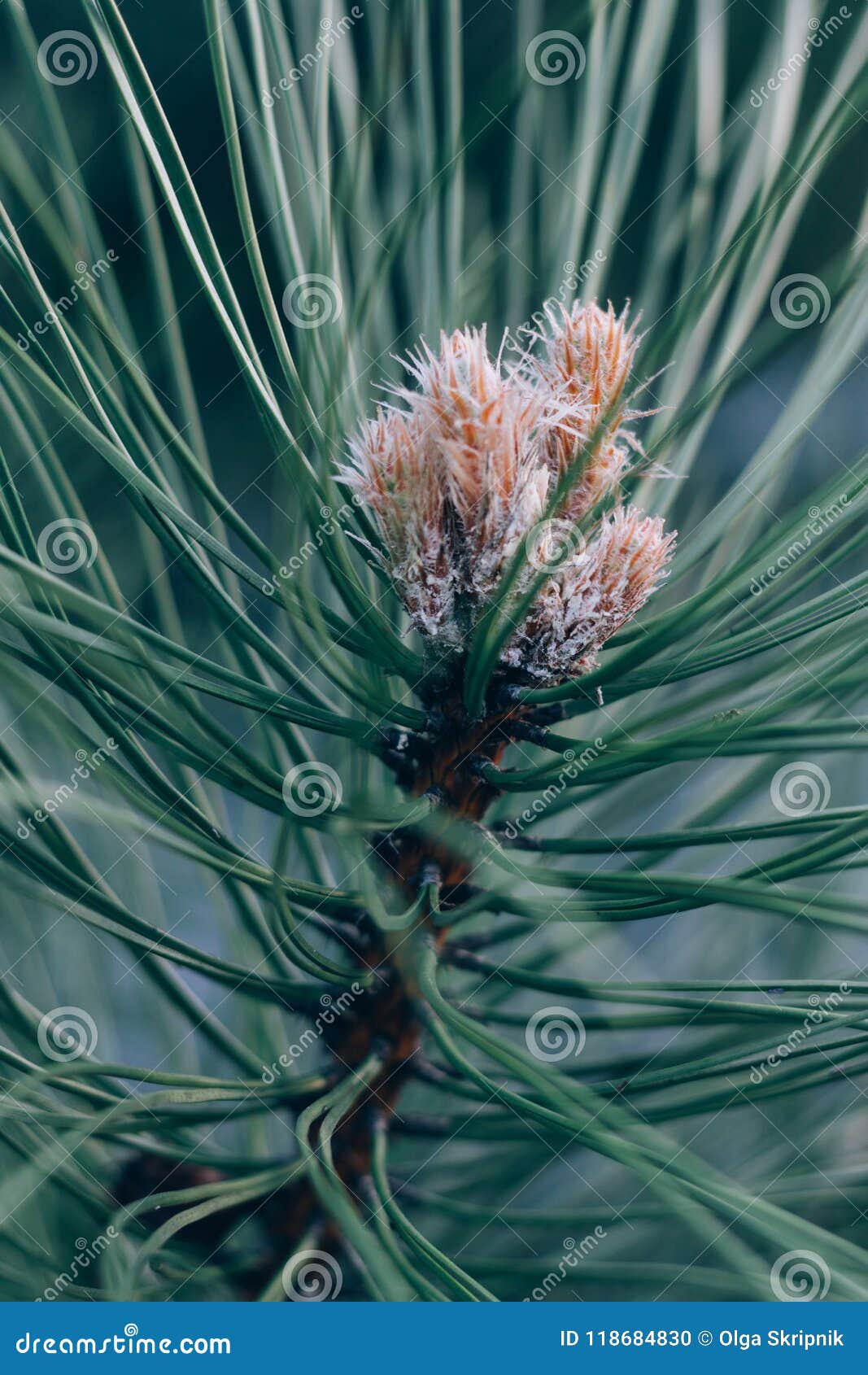 Young Pine Cones. Pollen Falling from the New Pine Blossom Stock Photo ...