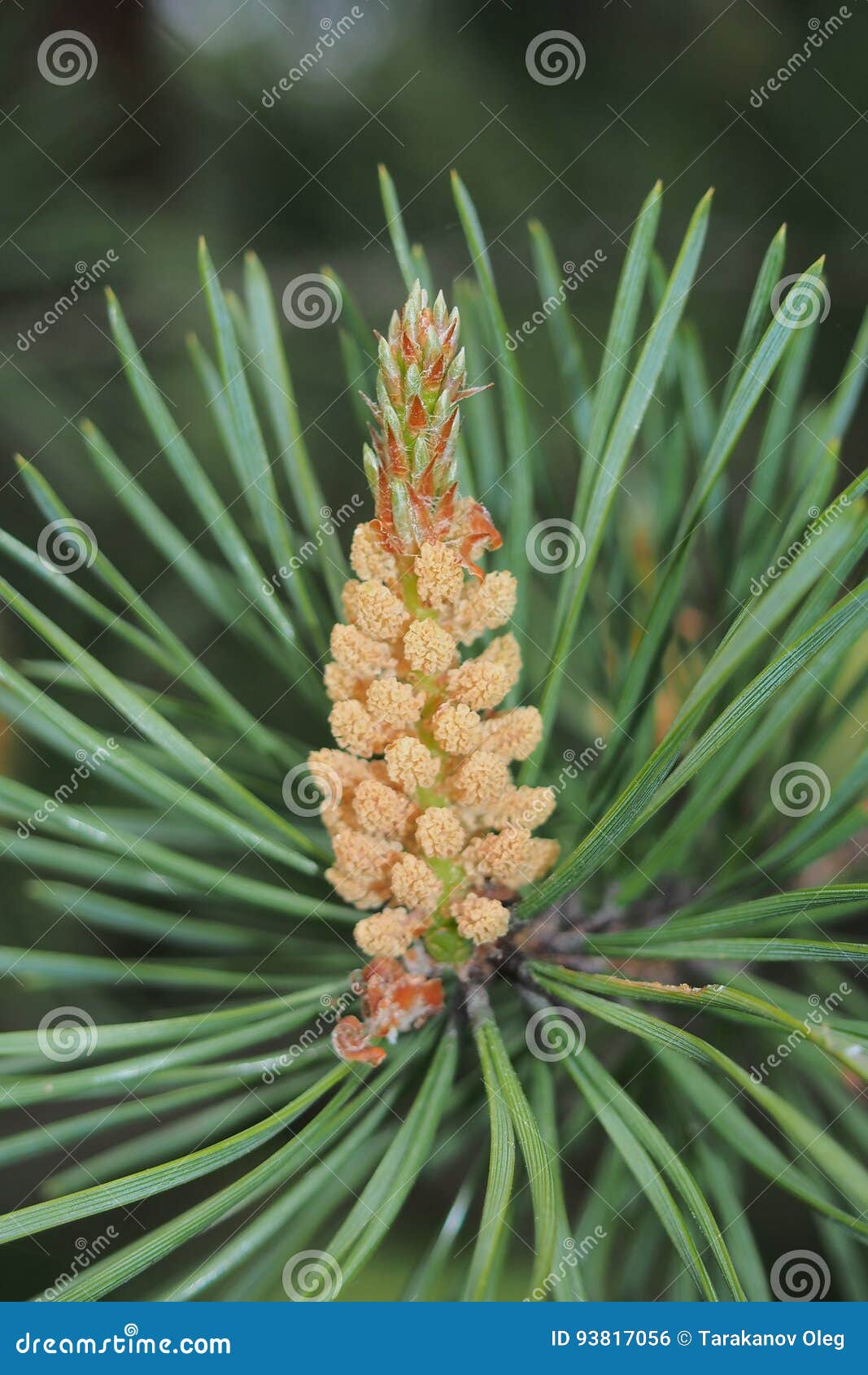 Young Pine Cones in the Spring. Breeding Cycles of Pine Stock Photo ...