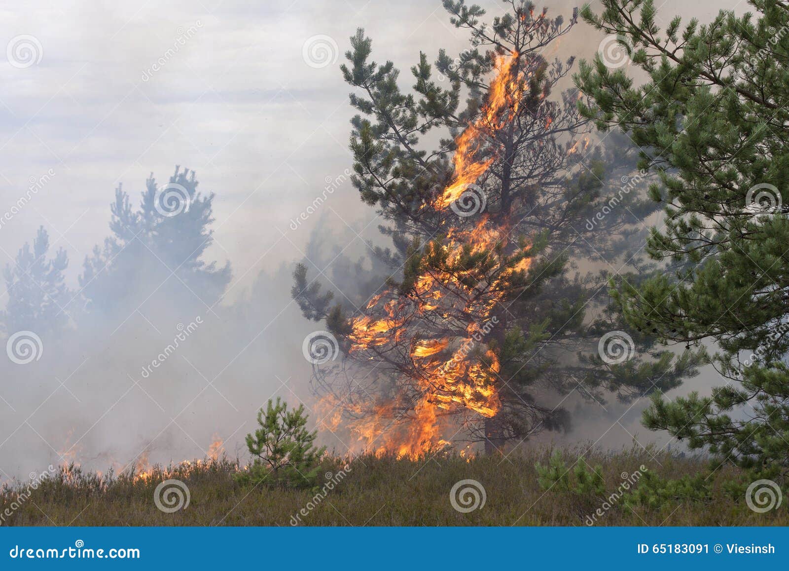 Young Pine in Flames of Fire Stock Image - Image of pine, wood: 65183091