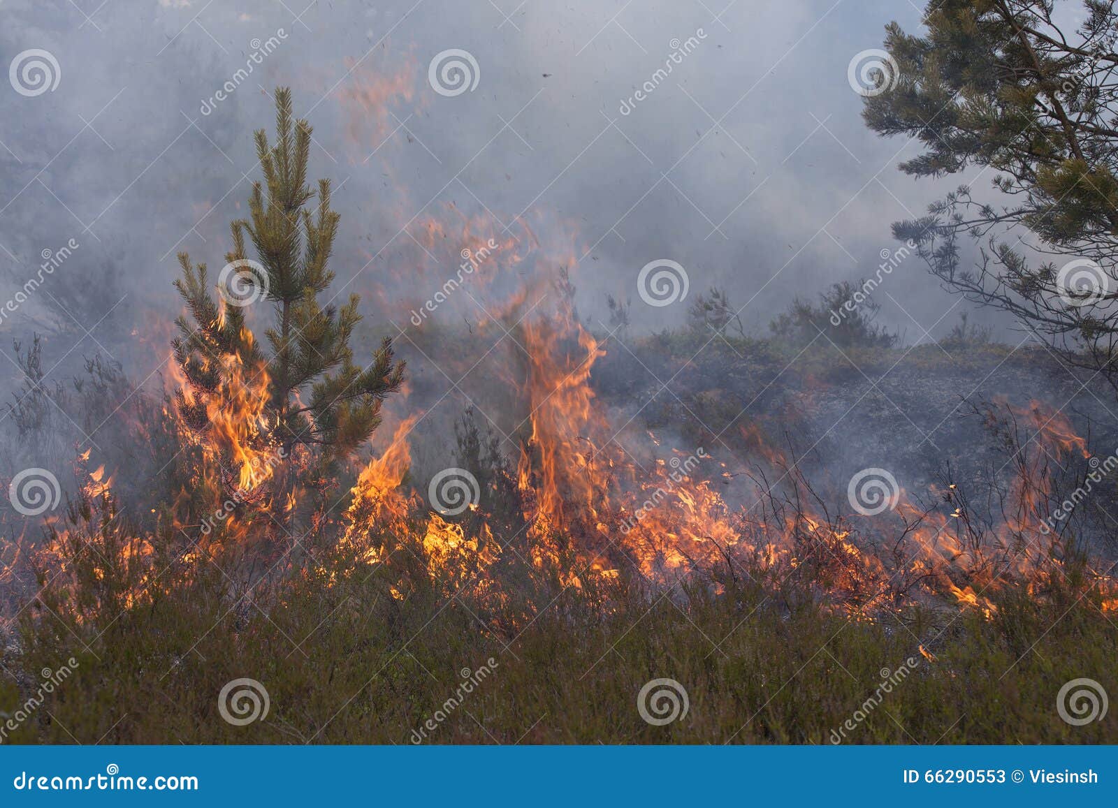 Young Pine in Flames of Fire Stock Image - Image of flames, prescribed ...