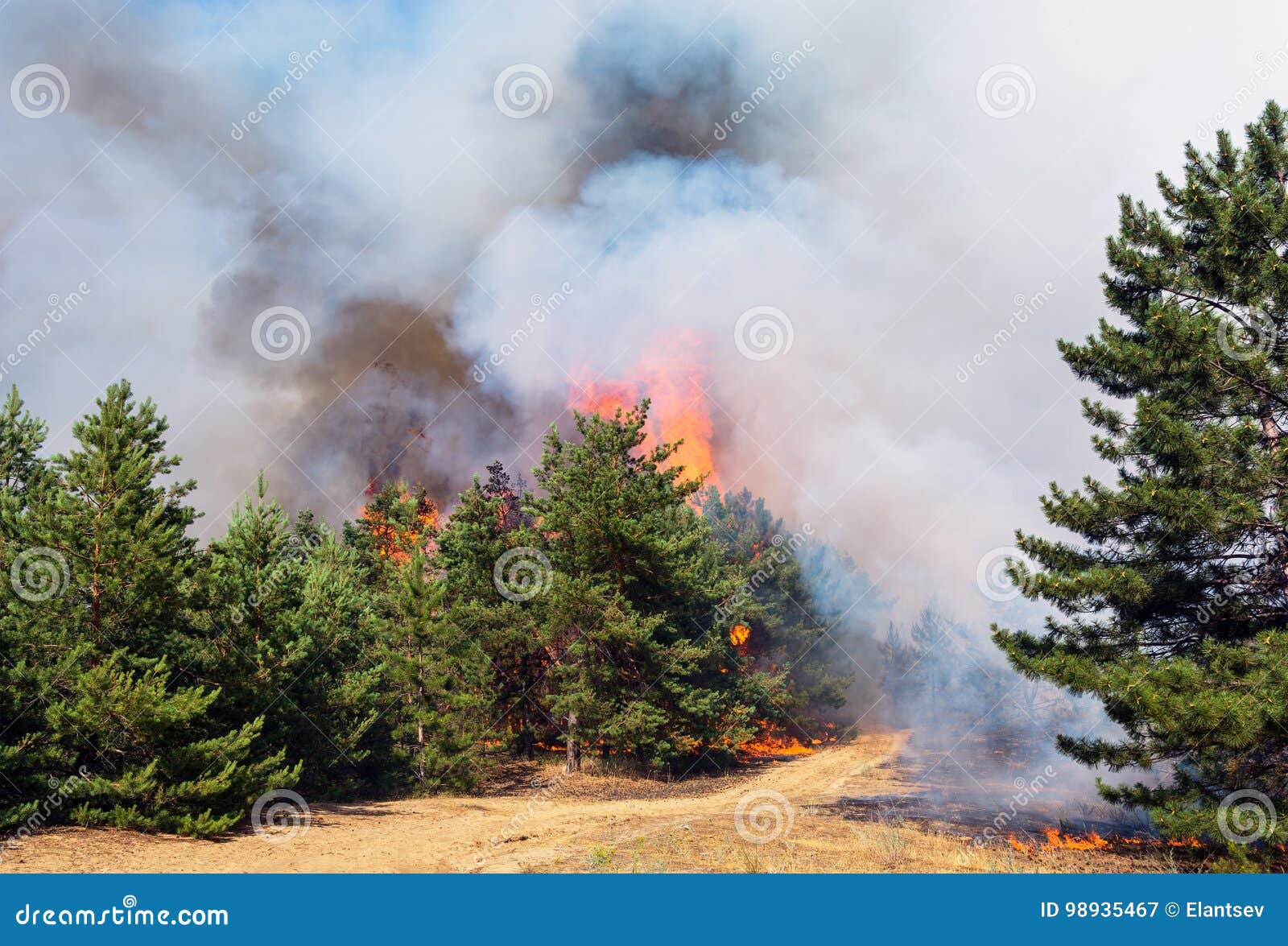 Young Pine in Flames of Fire. Forest Fire Stock Image - Image of damage ...