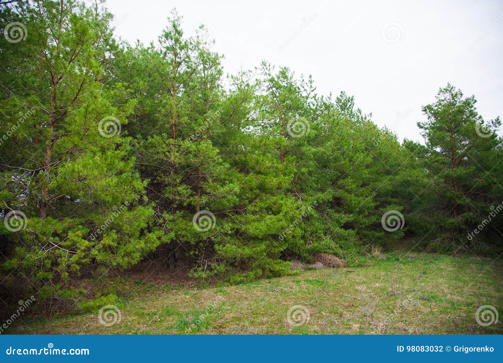 Young pine forest stock photo. Image of coniferous, tree - 98083032