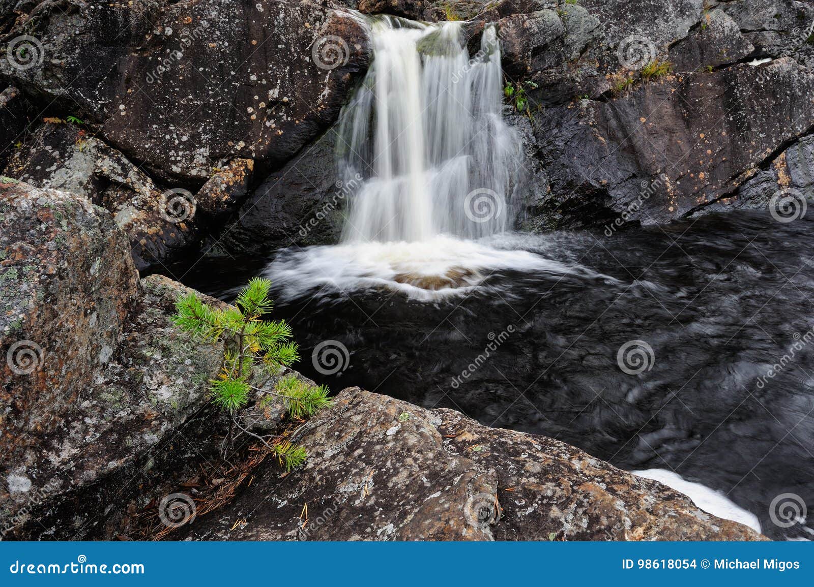 Young Pine in the Front of the Waterfall, Sweden Stock Photo - Image of ...