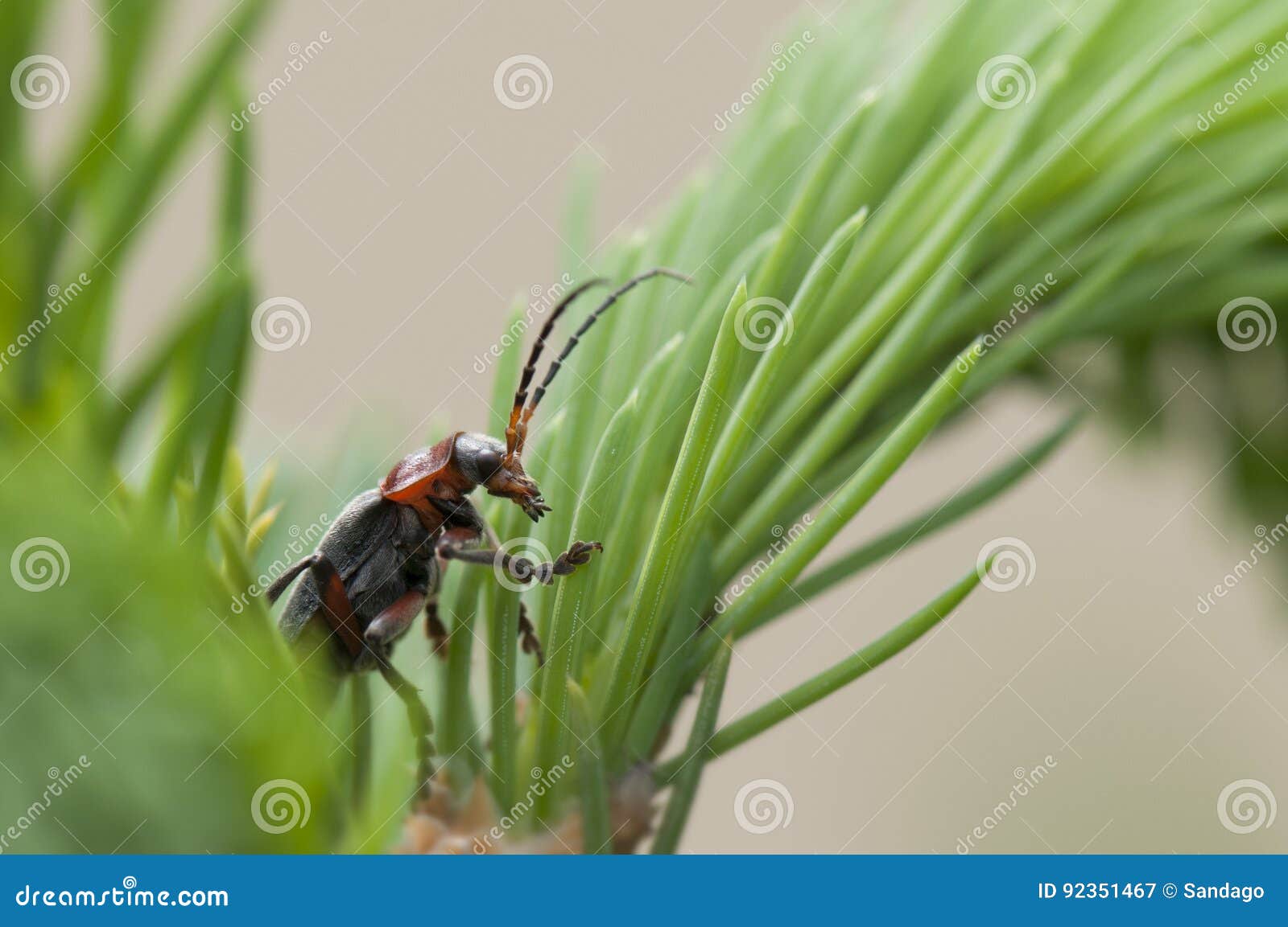 Young pine with insect stock image. Image of foliage - 92351467
