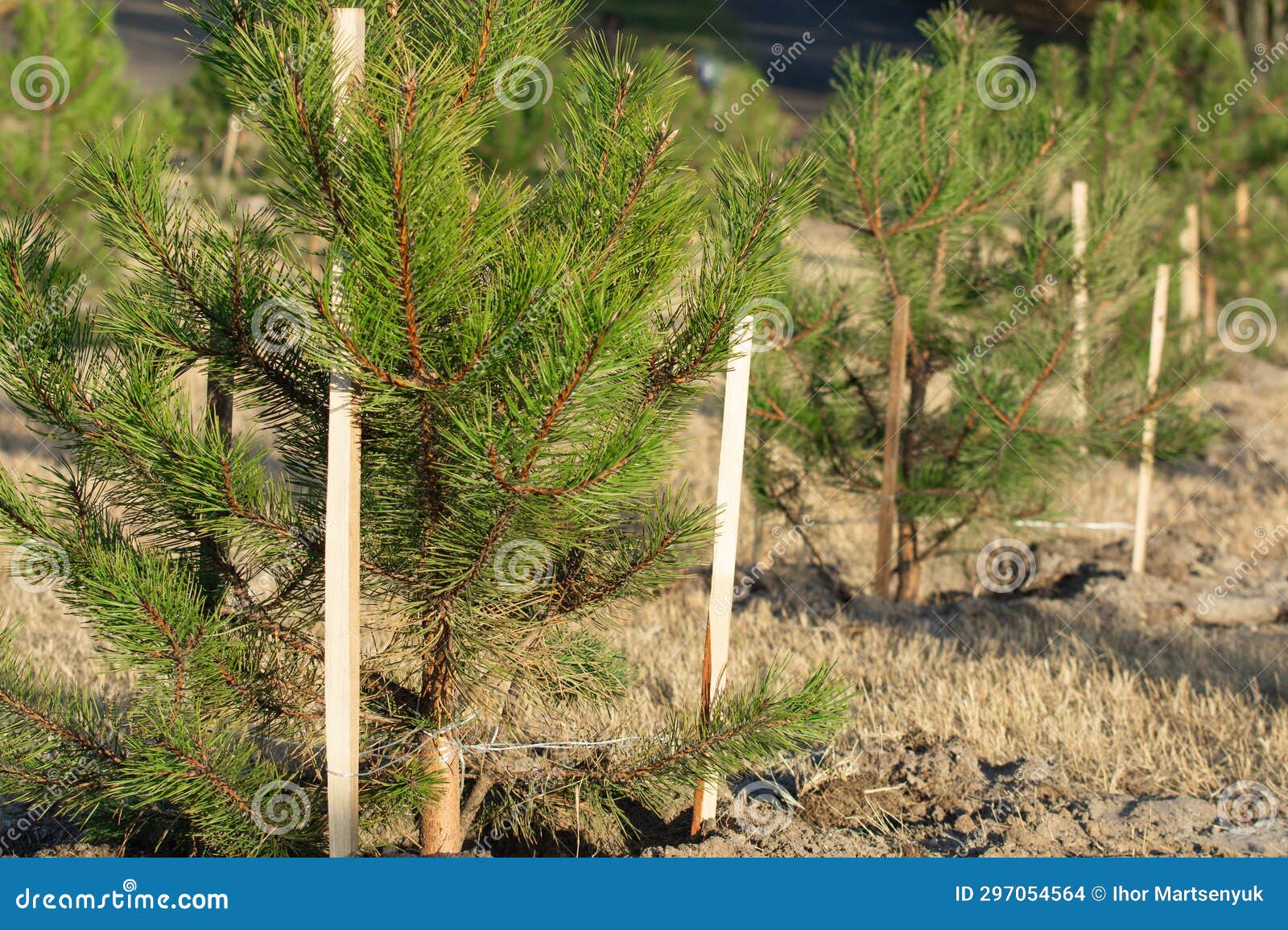 Young pine landscape stock photo. Image of growth, wood - 297054564