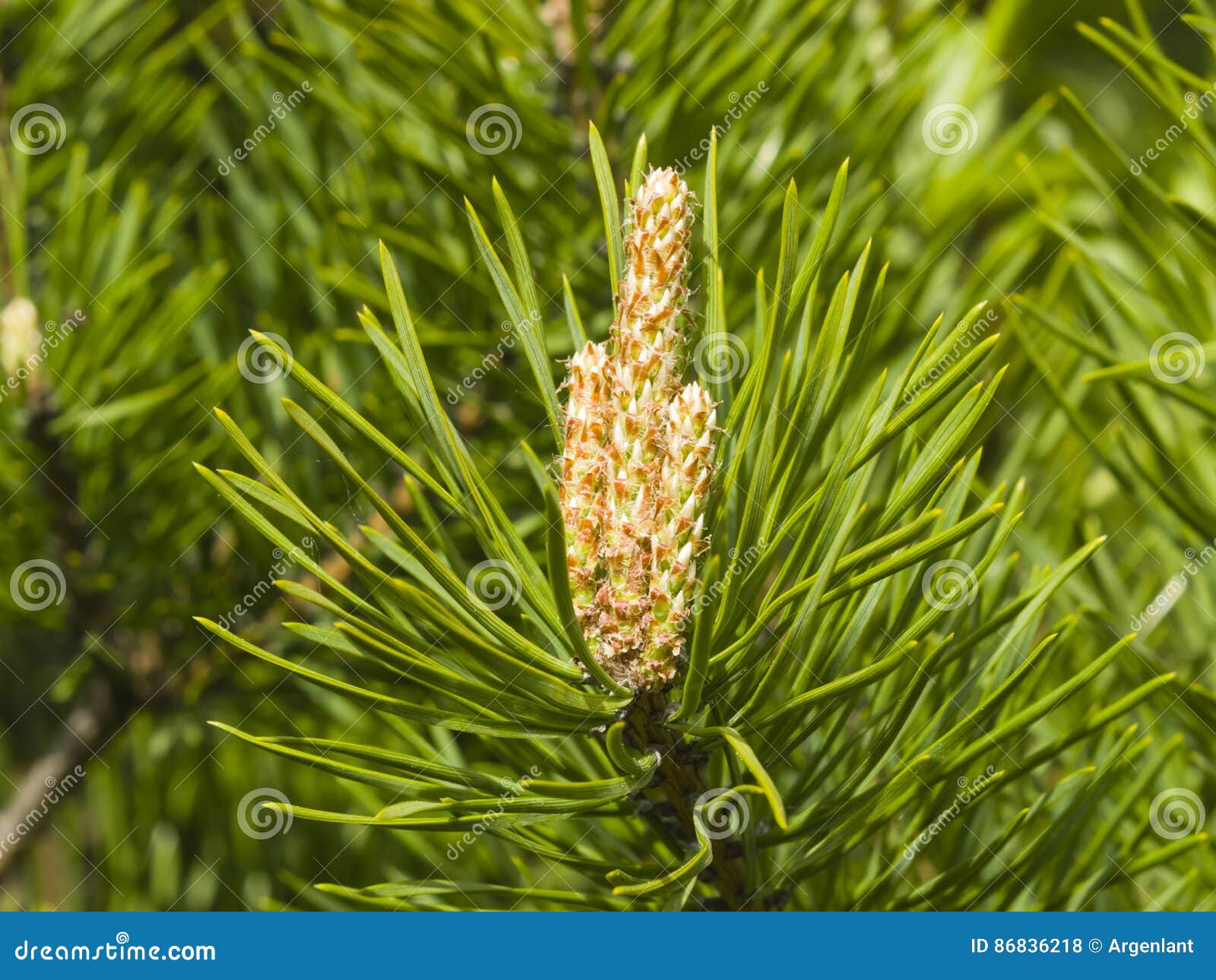 Young Pine, Pinus, Shoots Macro, Selective Focus, Shallow DOF Stock ...