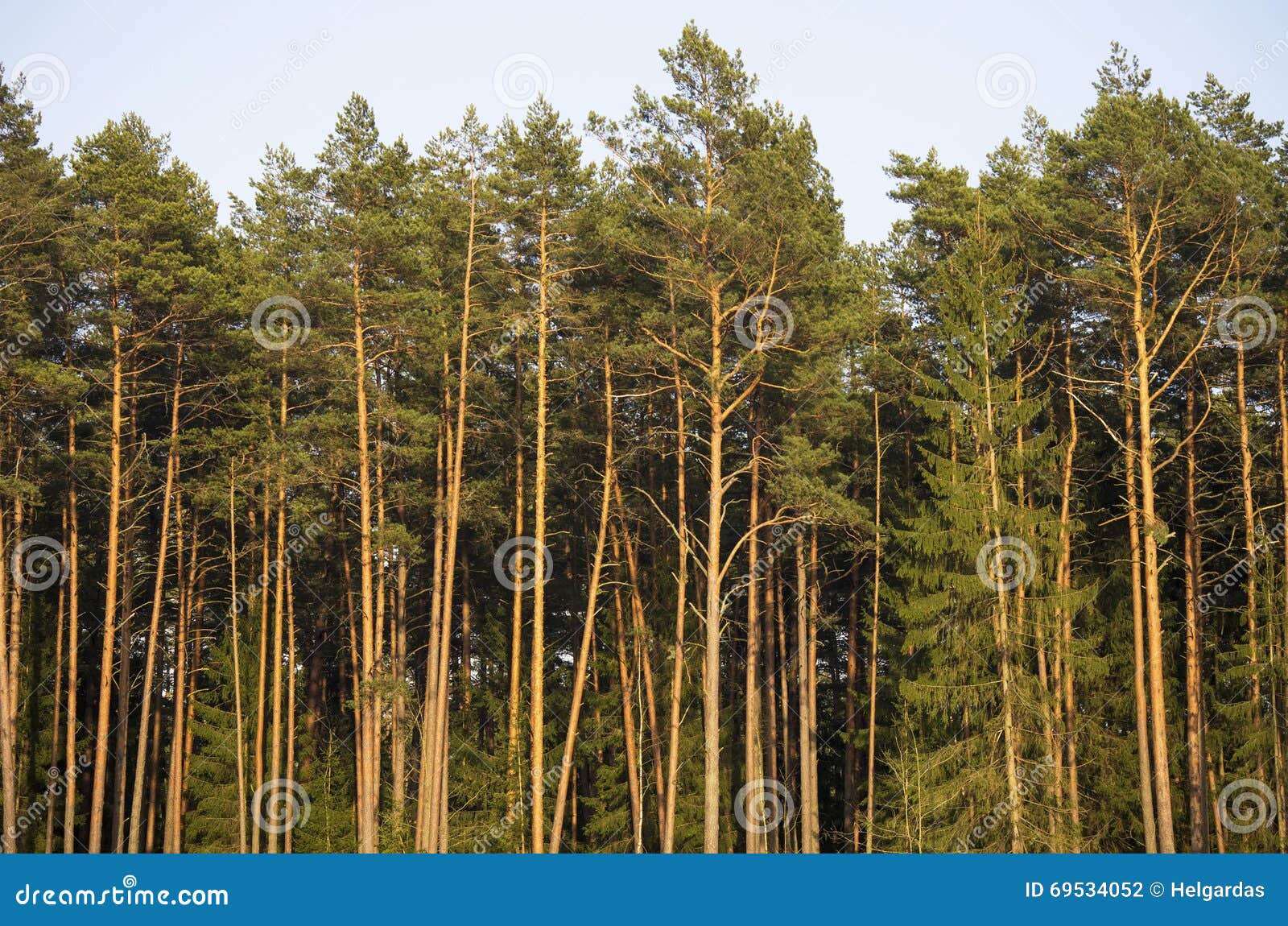 Young pine (pinus) trees stock photo. Image of path, leaf - 69534052