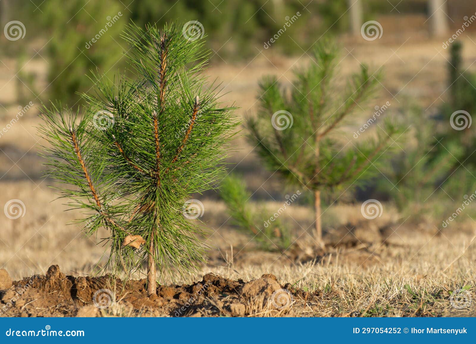 Young Pine, Saplings are Grown for Reforestation Stock Photo - Image of ...