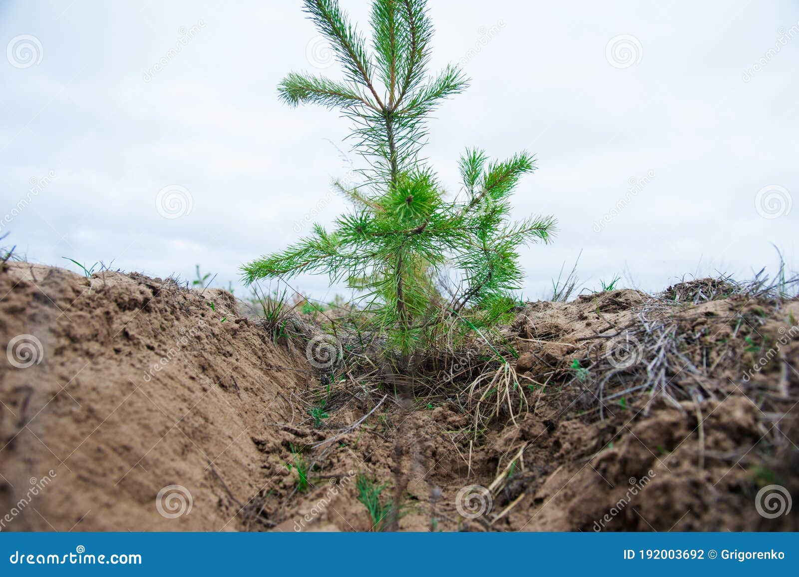 Young Pine Seedlings. Planting a Forest Stock Photo - Image of ...
