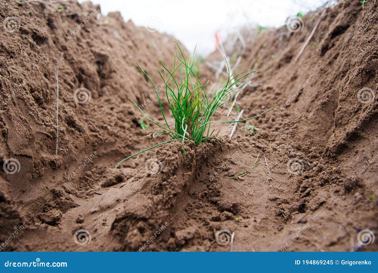 Young Pine Seedlings. Planting a Forest Stock Image - Image of forestry ...