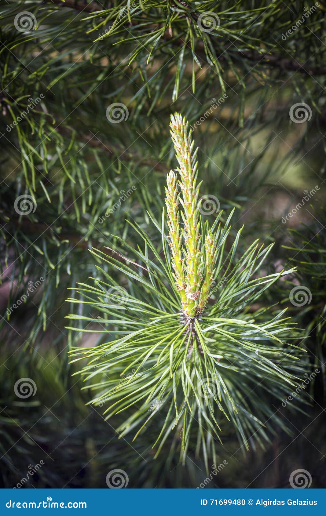 Young pine shoots stock photo. Image of brown, forest - 71699480
