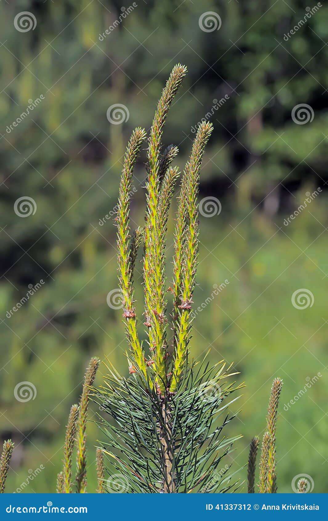 Young pine shoots stock photo. Image of vibrant, fresh - 41337312