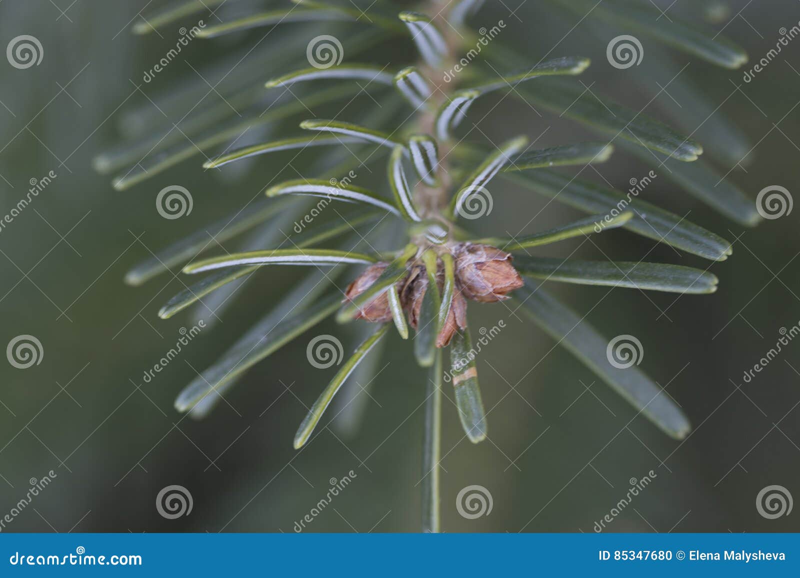 Young pine sprigs spring. stock photo. Image of spruce - 85347680
