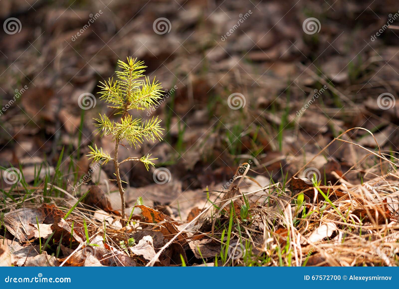 Young Pine Sprout in Spring Forest Stock Photo - Image of botany ...