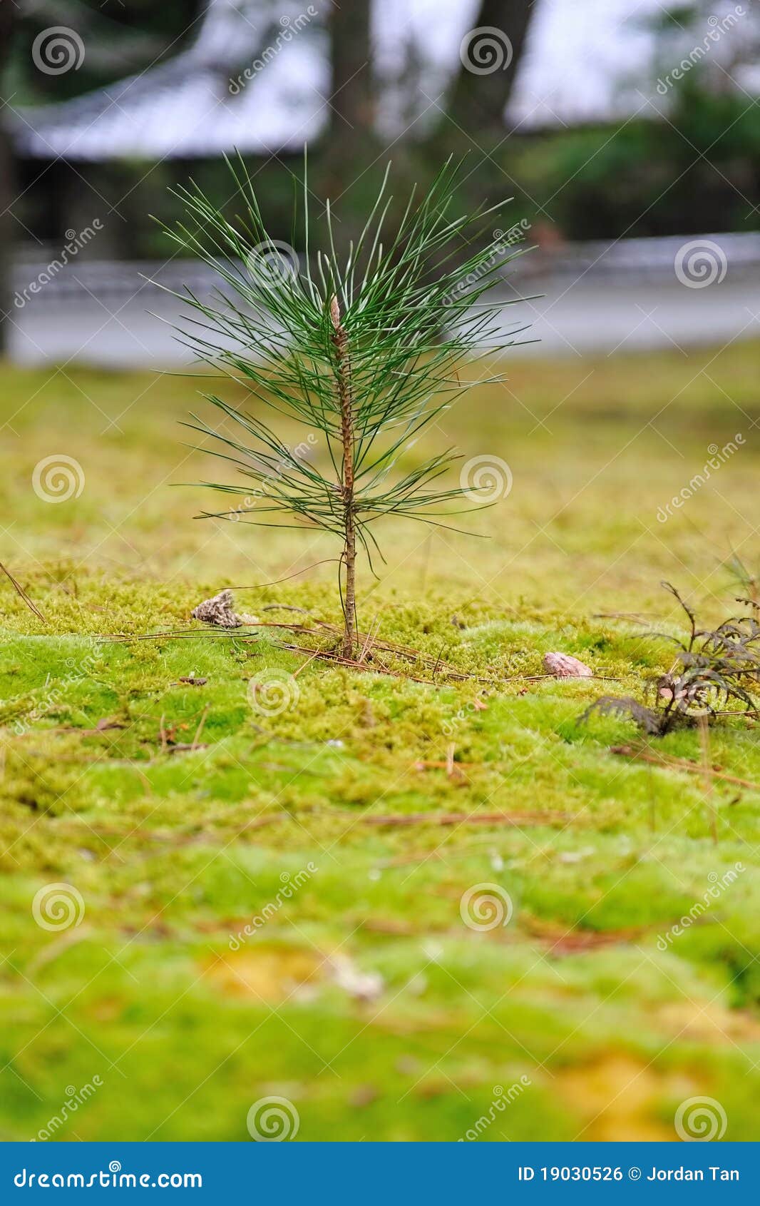 Young Pine Sprouting during Spring Stock Photo - Image of grow, natural ...