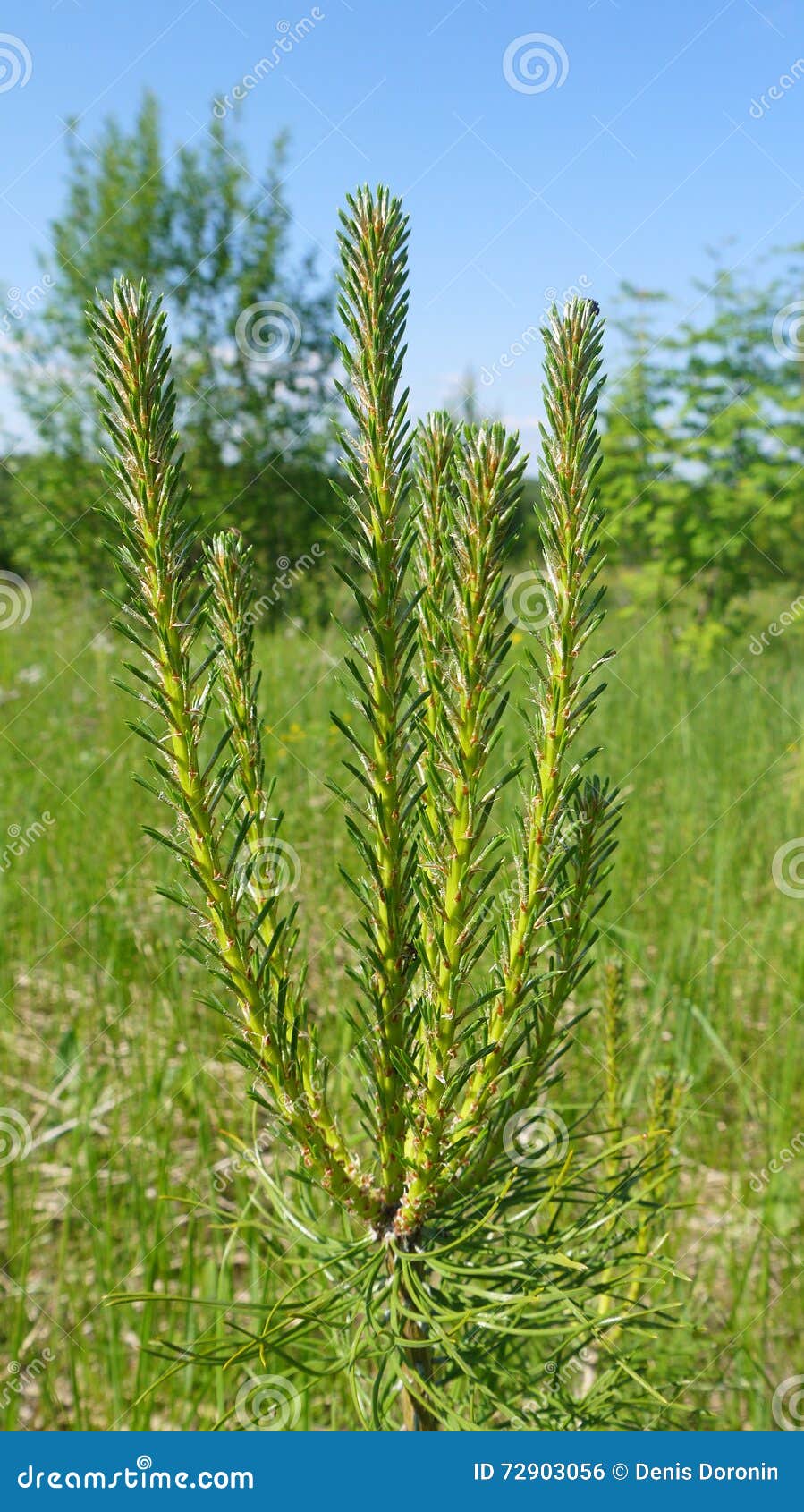 Young pine sprouts stock photo. Image of tree, plant - 72903056