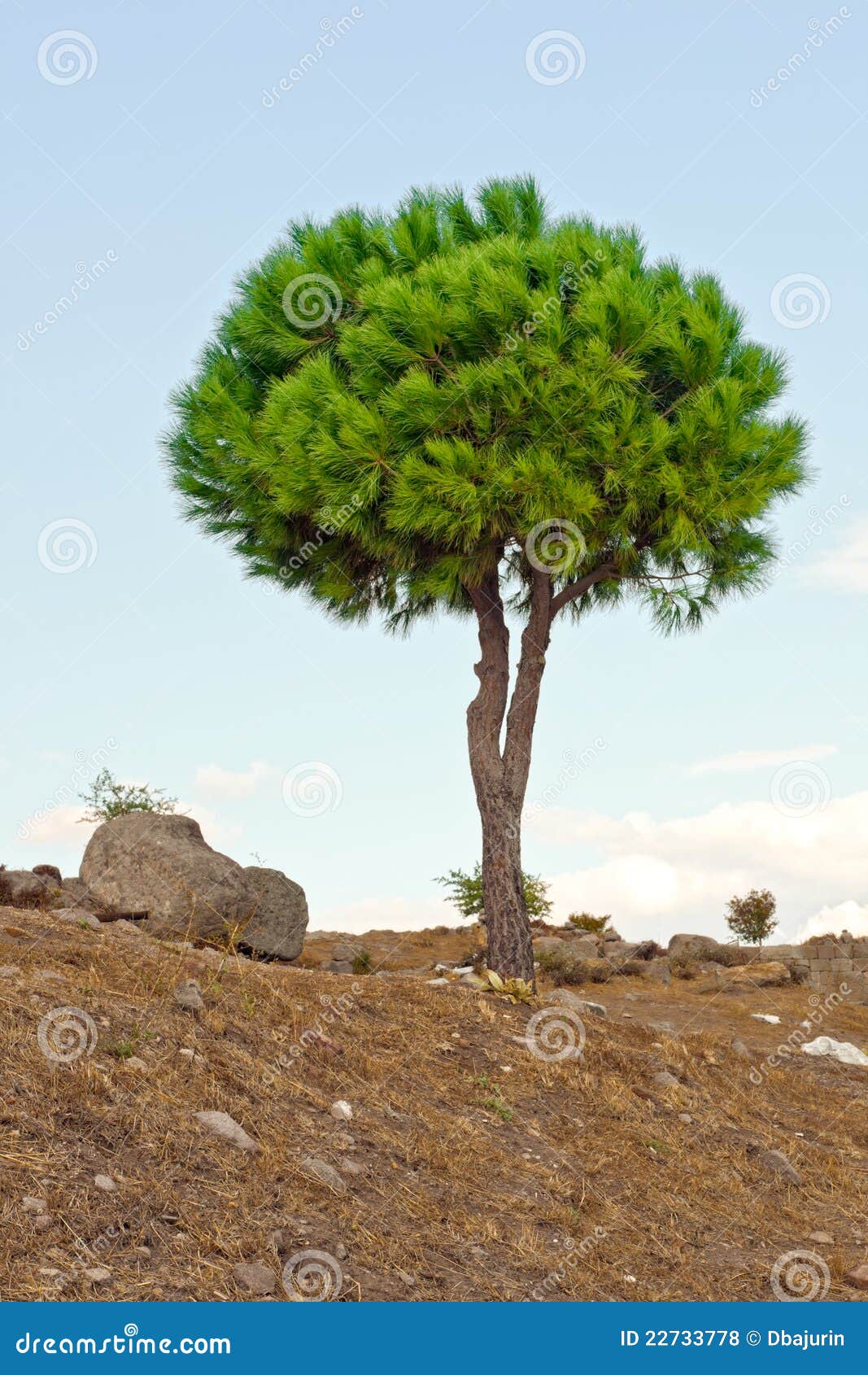 Young Pine Tree stock photo. Image of treetop, pine, small - 22733778