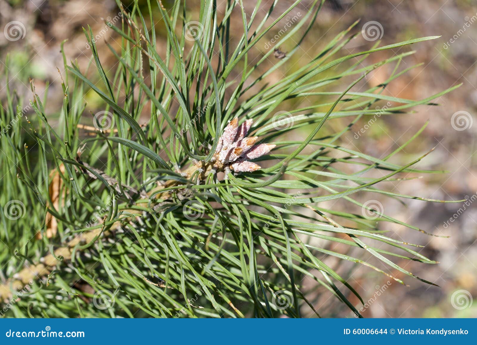 Young pine tree close-up stock photo. Image of mycelium - 60006644