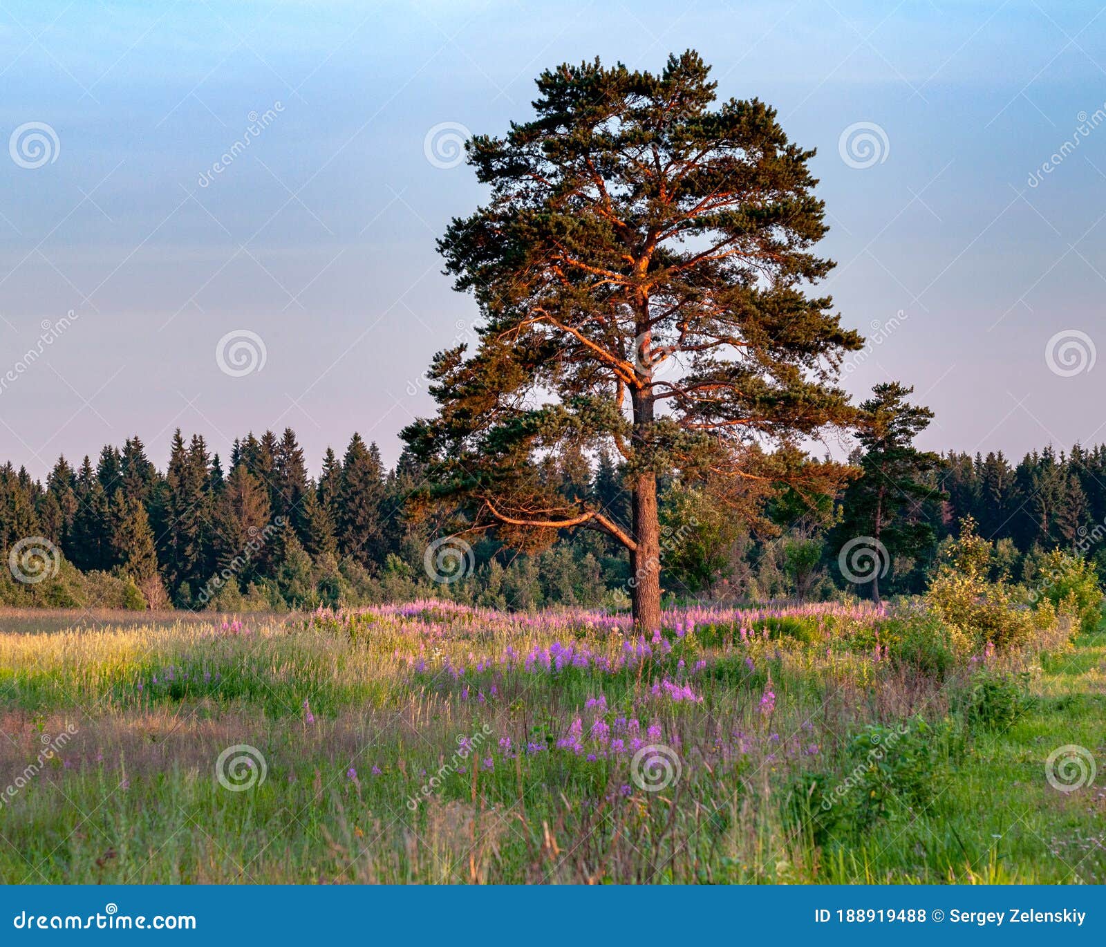 A Young Pine Tree in a Field Overgrown with Ivan-tea, All in the Rays ...