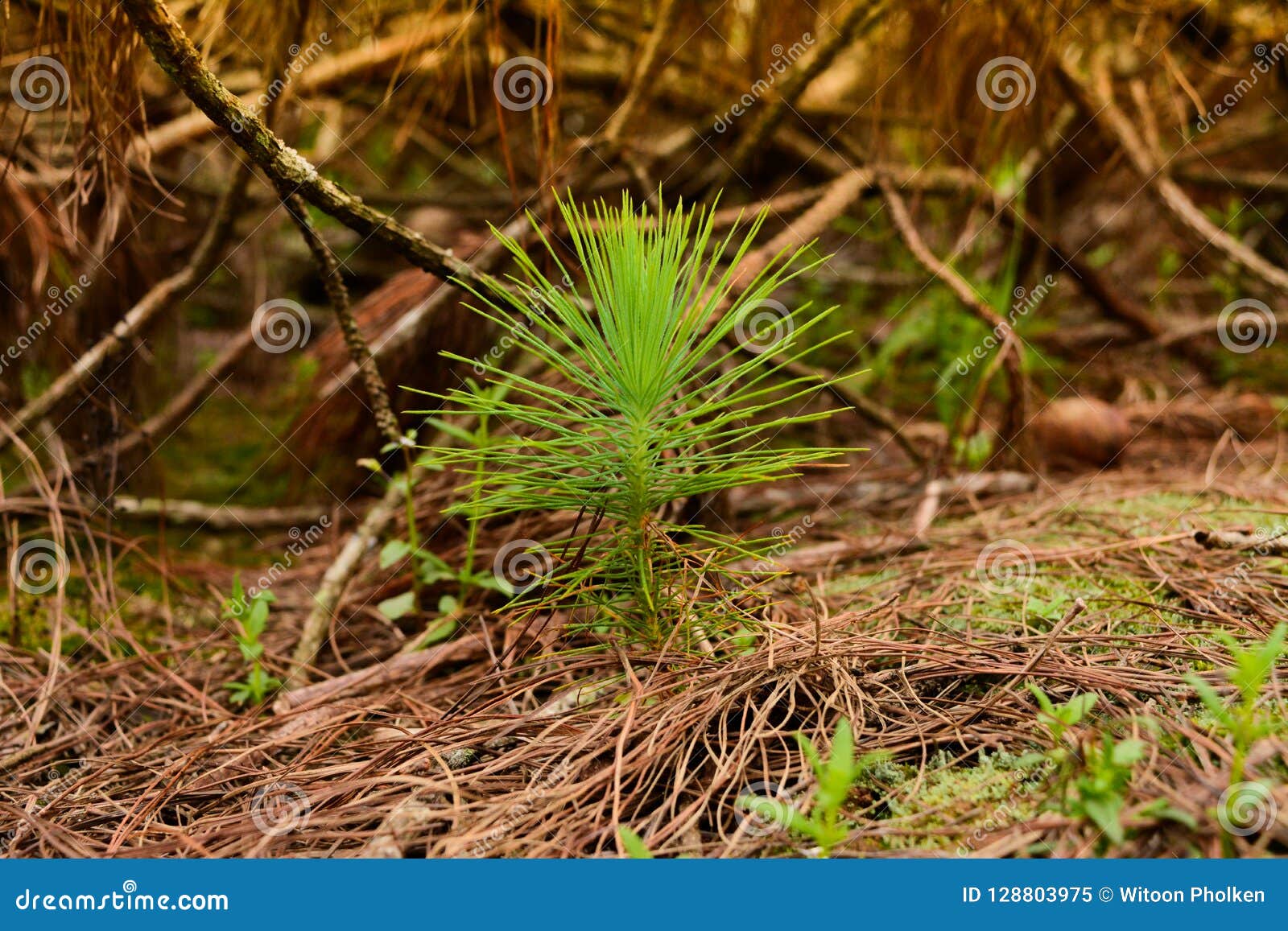 The young pine tree. stock image. Image of natural, park - 128803975