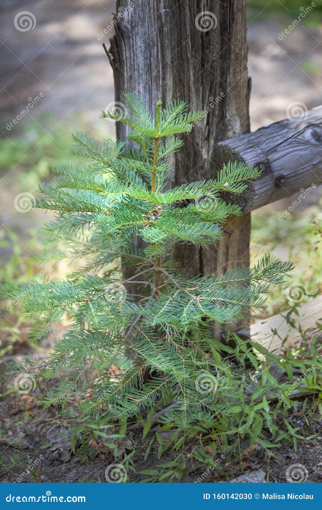 Young Pine Tree Growing by a Fence Post Stock Photo - Image of beauty ...