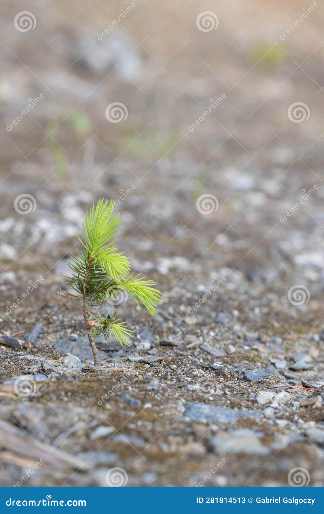 Young Pine Tree Growing on the Ground Stock Image - Image of flora ...