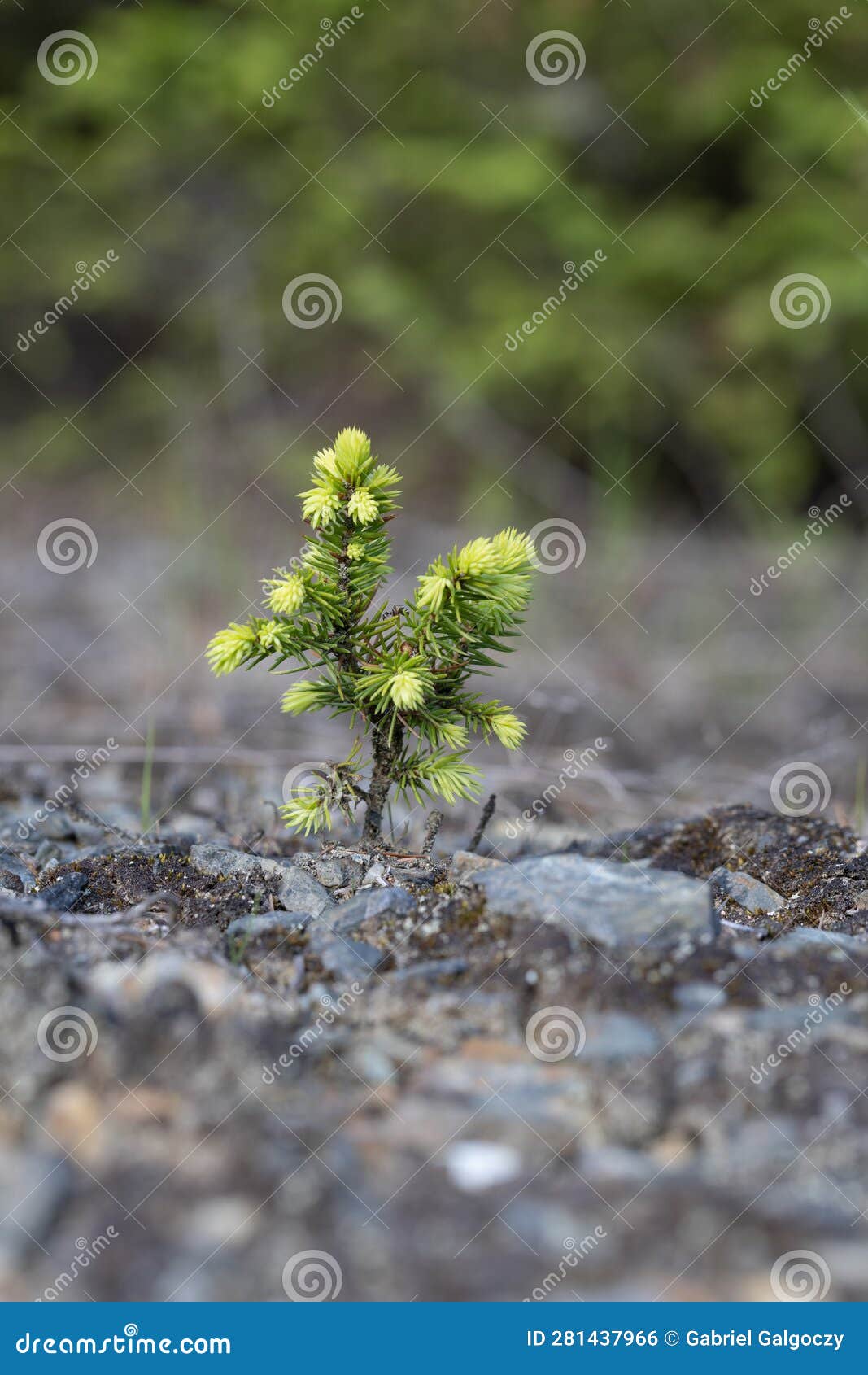 Young Pine Tree Growing on the Ground Stock Photo - Image of young ...