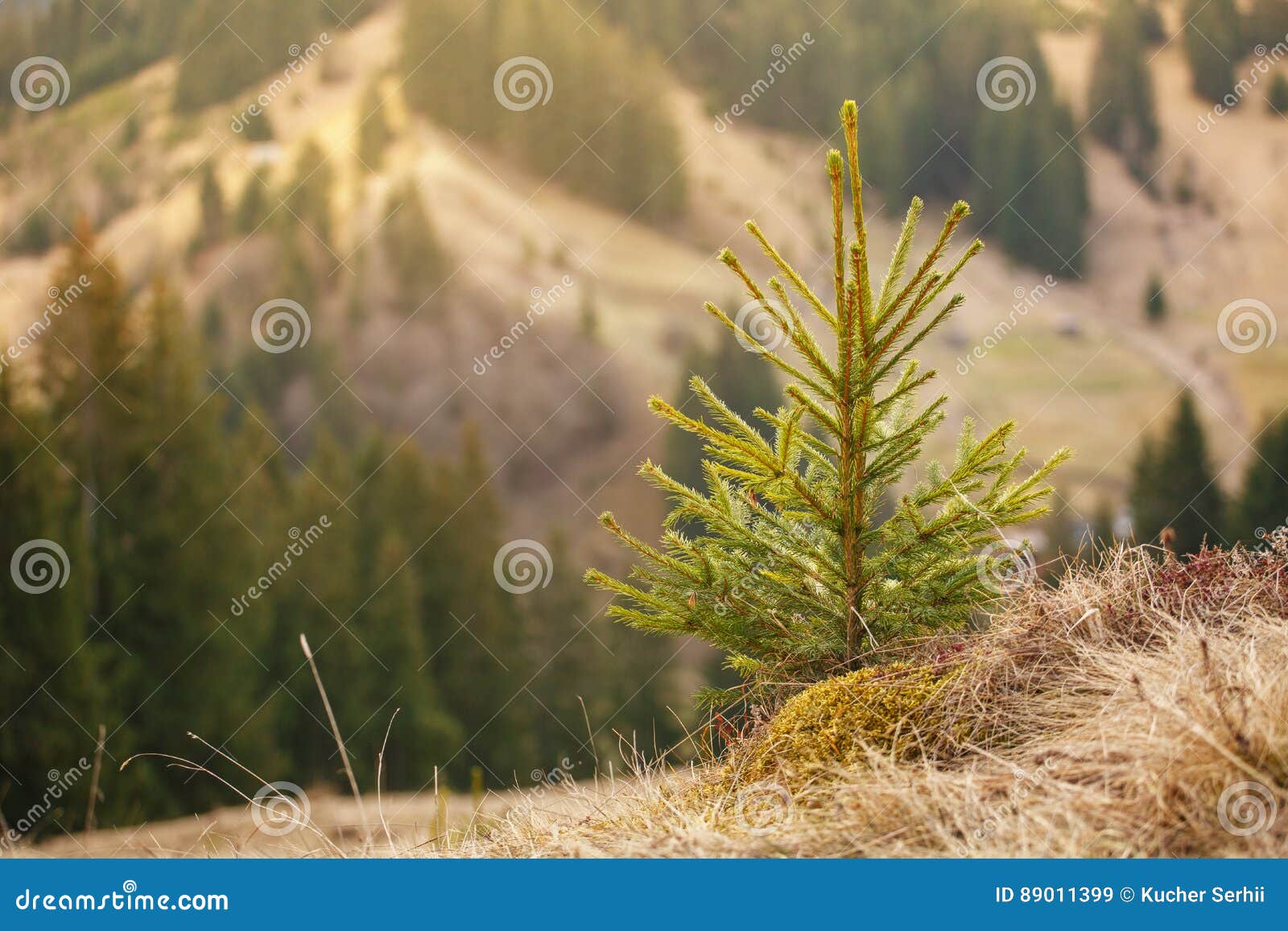 Young pine tree stock image. Image of young, flora, tree - 89011399