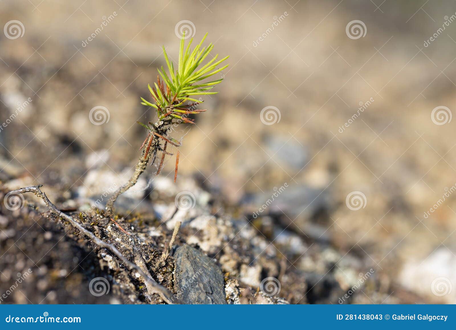 Young Pine Tree Growing on a Rock Stock Image - Image of alone, spring ...