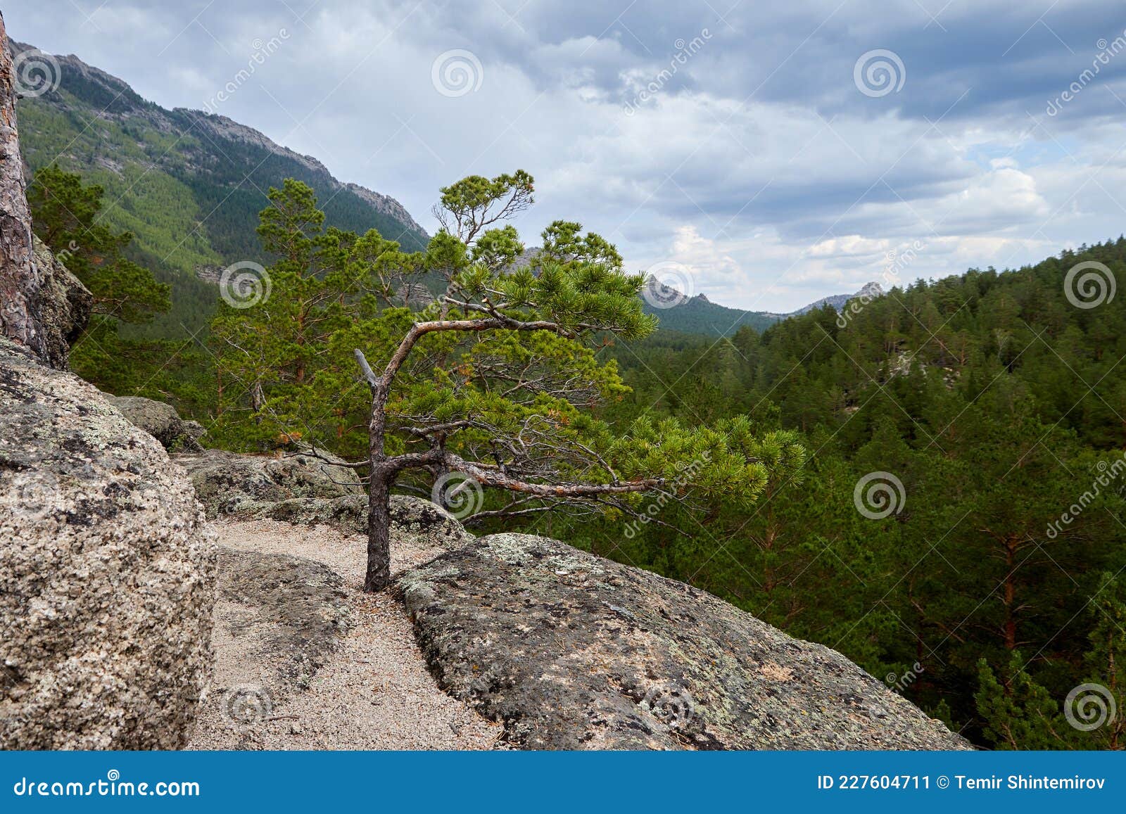 A Young Pine Tree Growing on a Rock Stock Image - Image of branch ...
