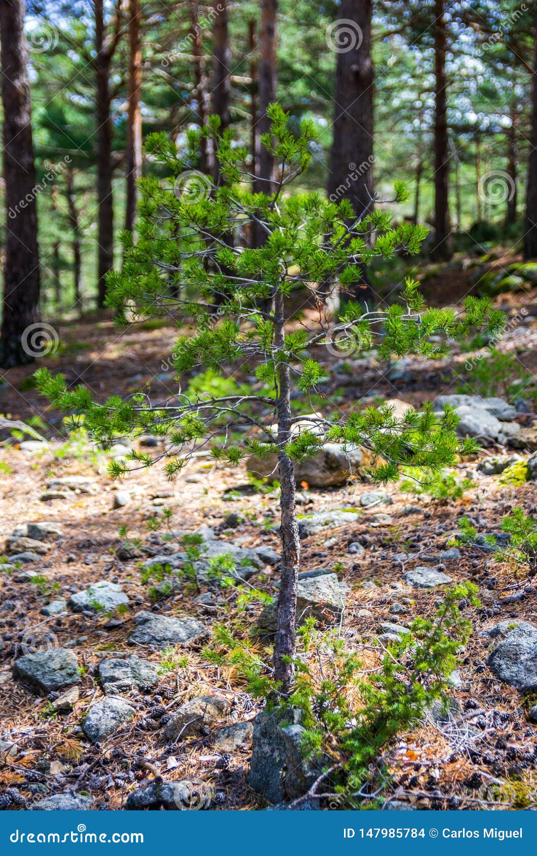 Young Pine Tree Growing between the Rocks of a Forest Stock Photo ...