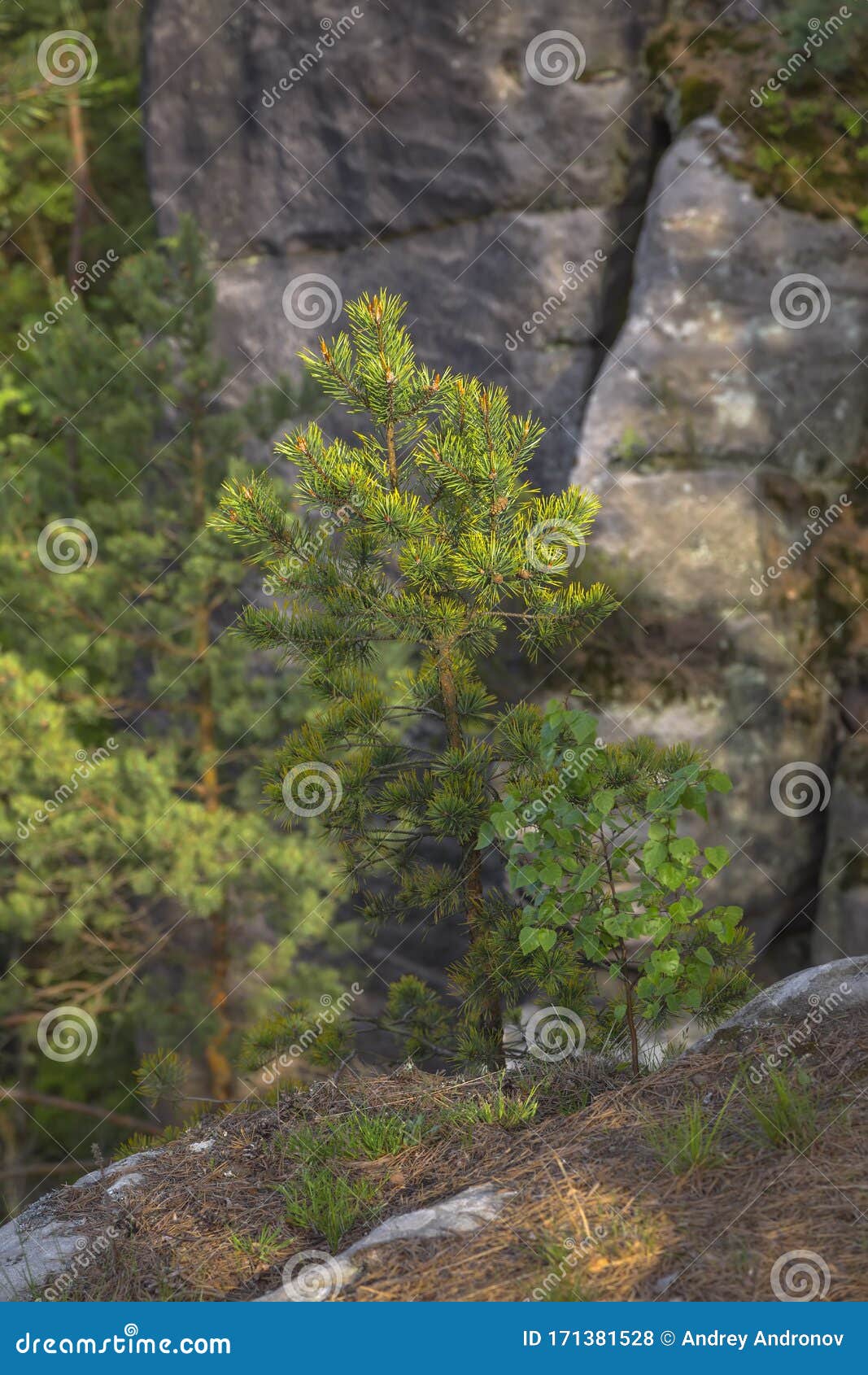 A Young Pine Tree Grows on the Edge of a Cliff Stock Photo - Image of ...