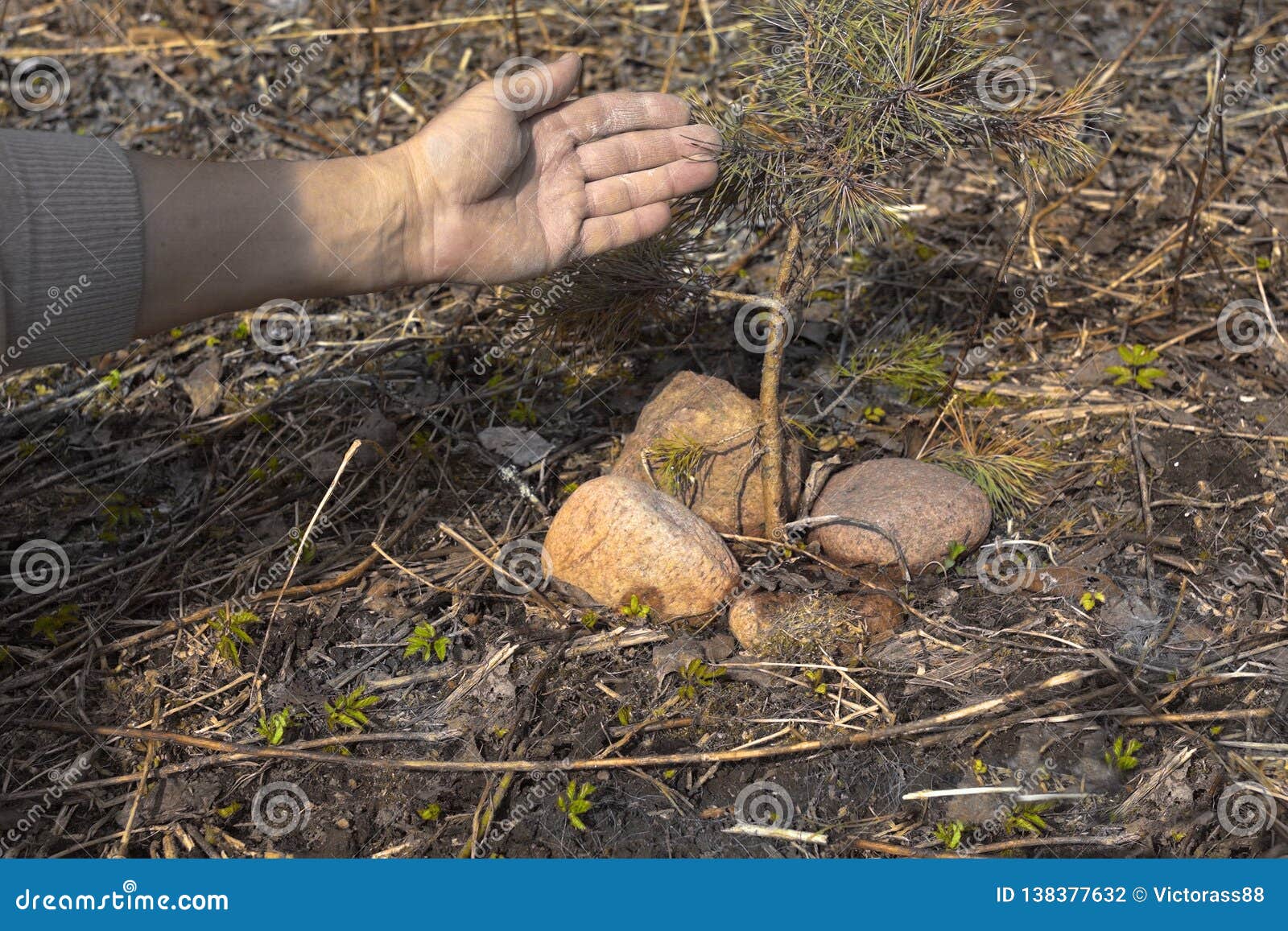 Young Pine Tree and a Human Hand Stock Photo - Image of hand, sapling ...