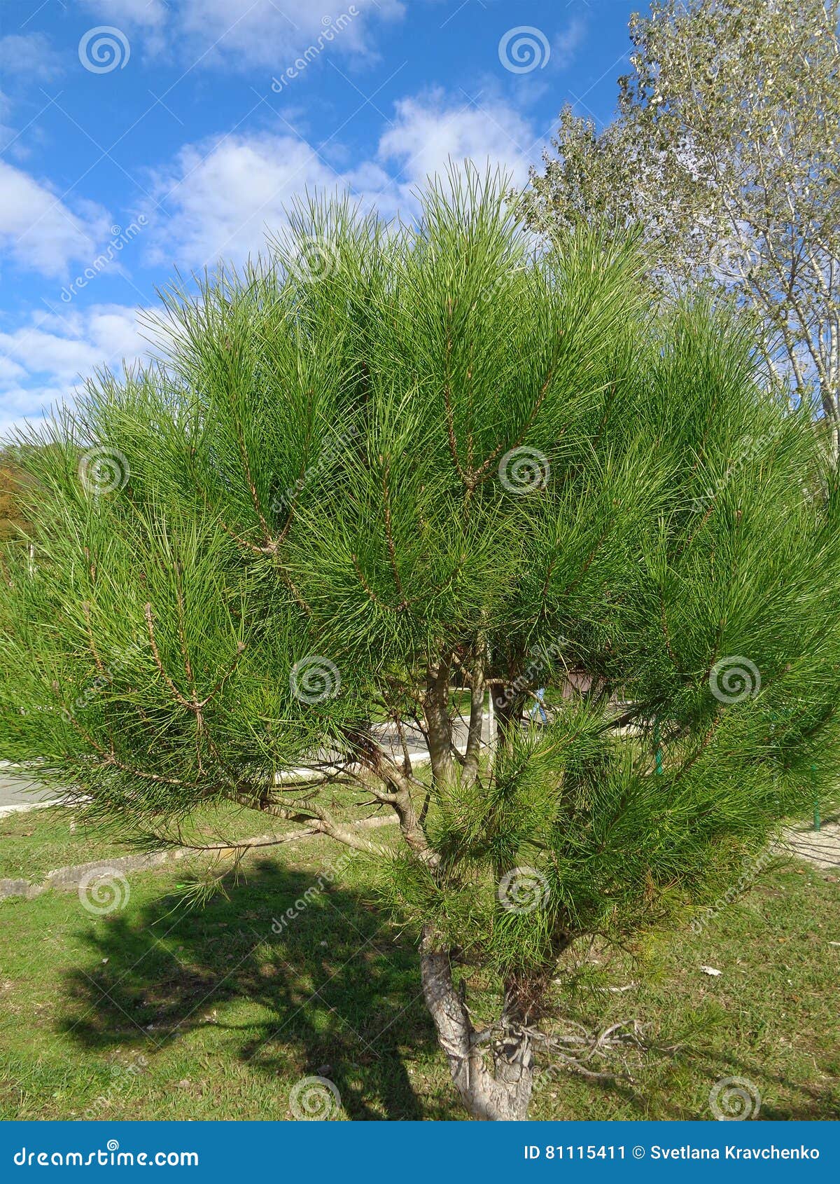 Young Pine Tree on the Lawn in the Park Stock Image - Image of plants ...