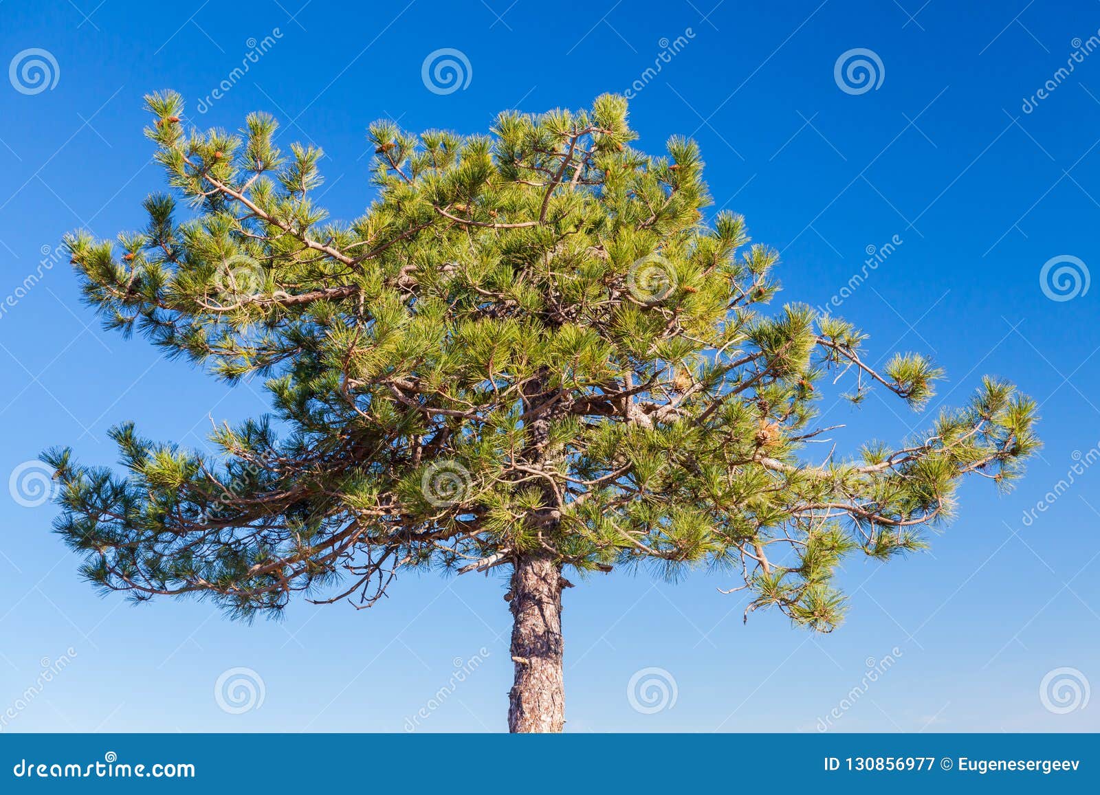 Young Pine Tree Over Blue Sky Background Stock Image - Image of summer ...