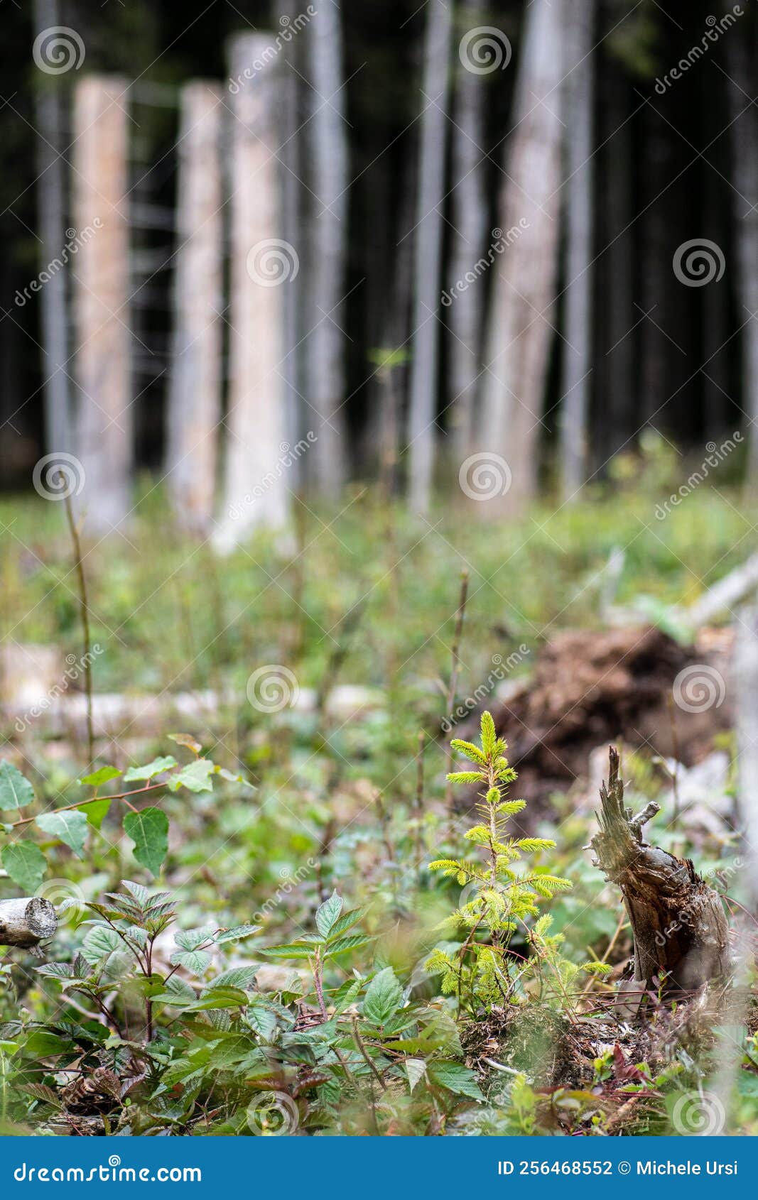 Young Pine Tree Planted or Reforested in the Forest Stock Photo - Image ...