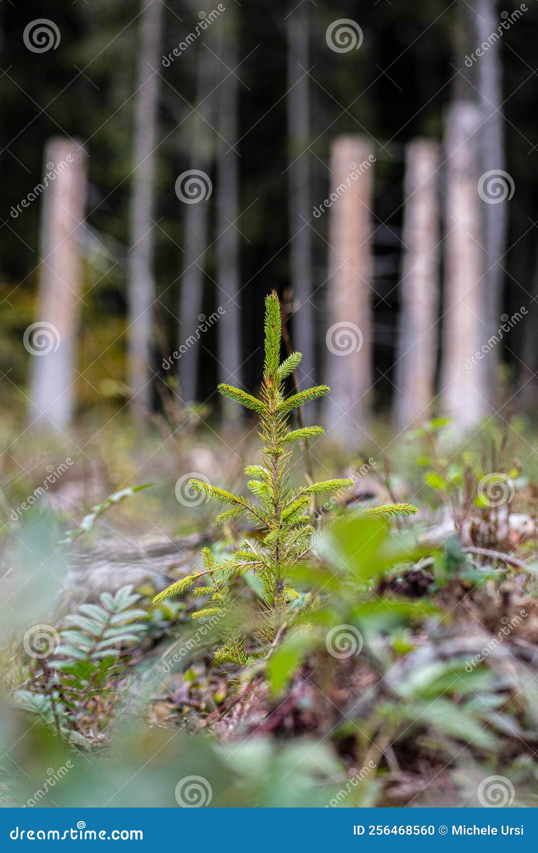 Young Pine Tree Planted or Reforested in the Forest Stock Photo - Image ...